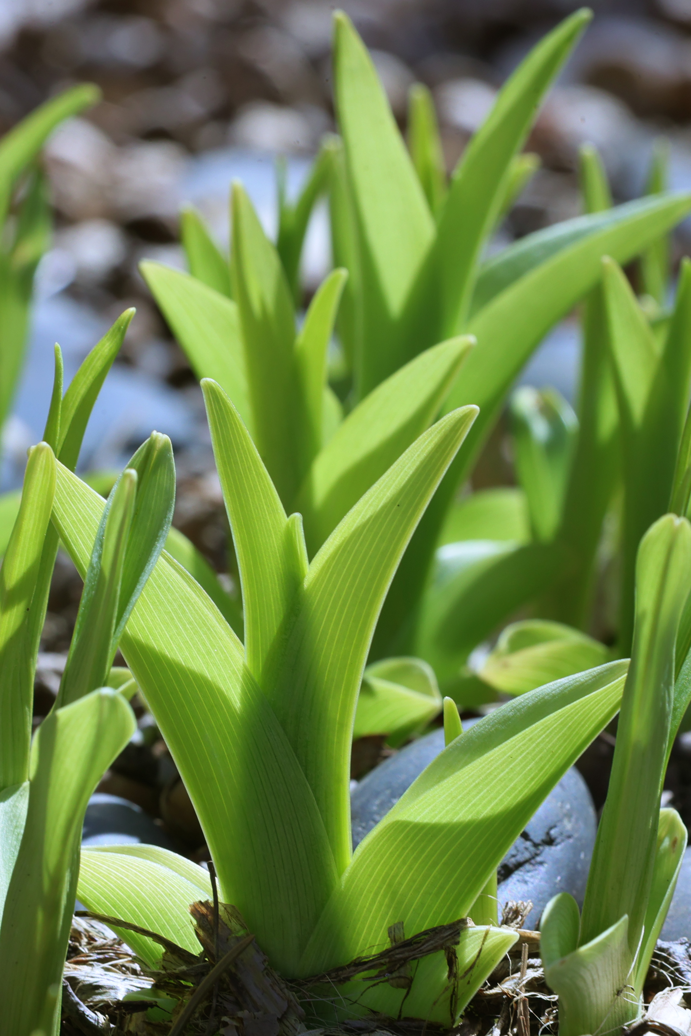 Spring blooms in Northeast Ohio - cleveland.com