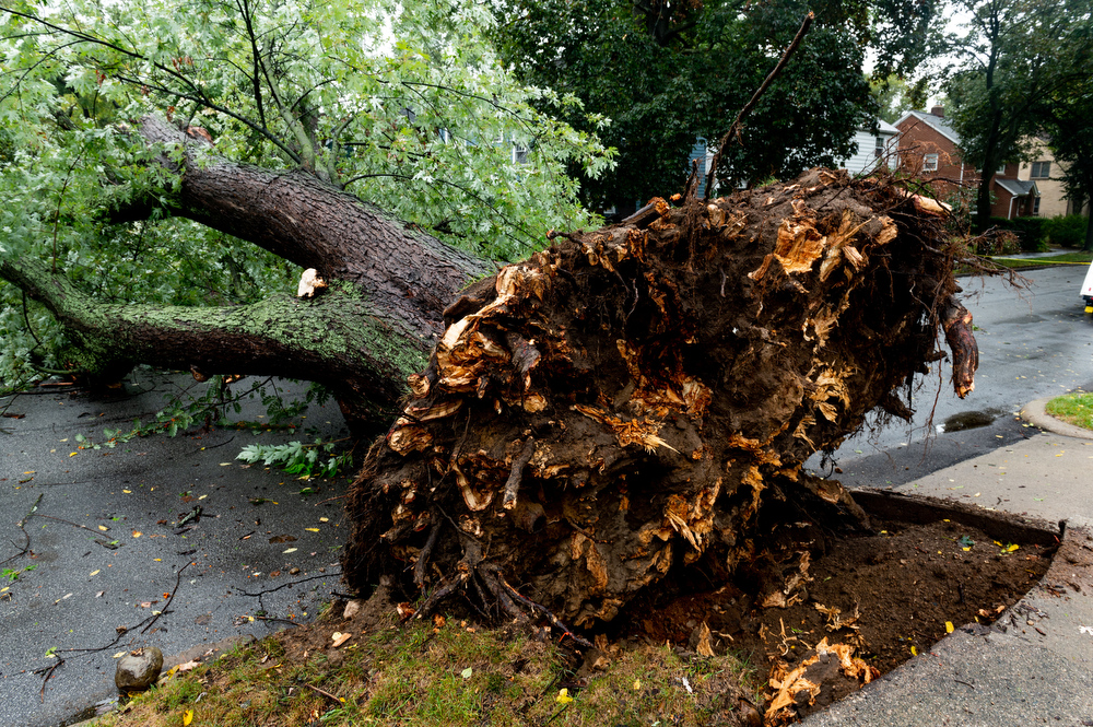 Storm causes fallen tree to block road in Ann Arbor neighborhood ...