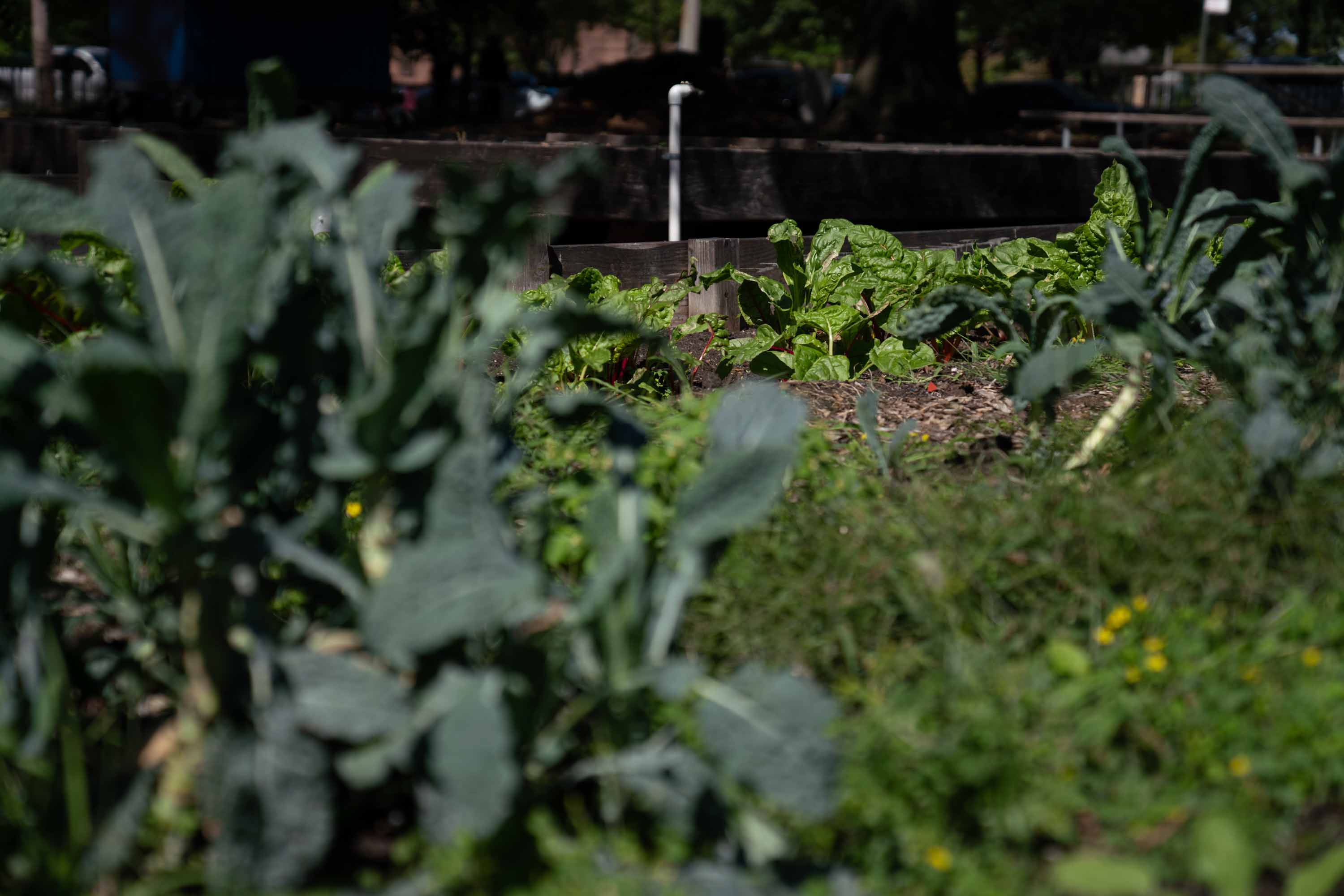 SI Food Justice Ride - silive.com