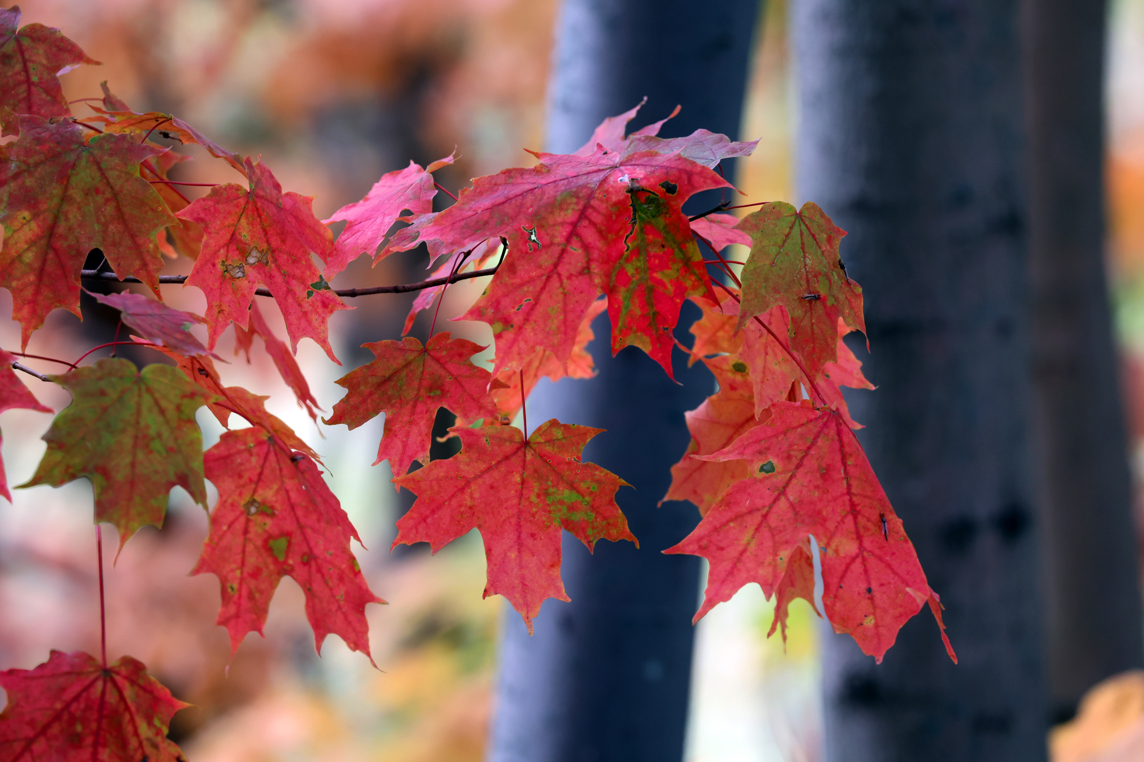 Fall colors begin to show around Northeast Ohio, October 15, 2025 ...