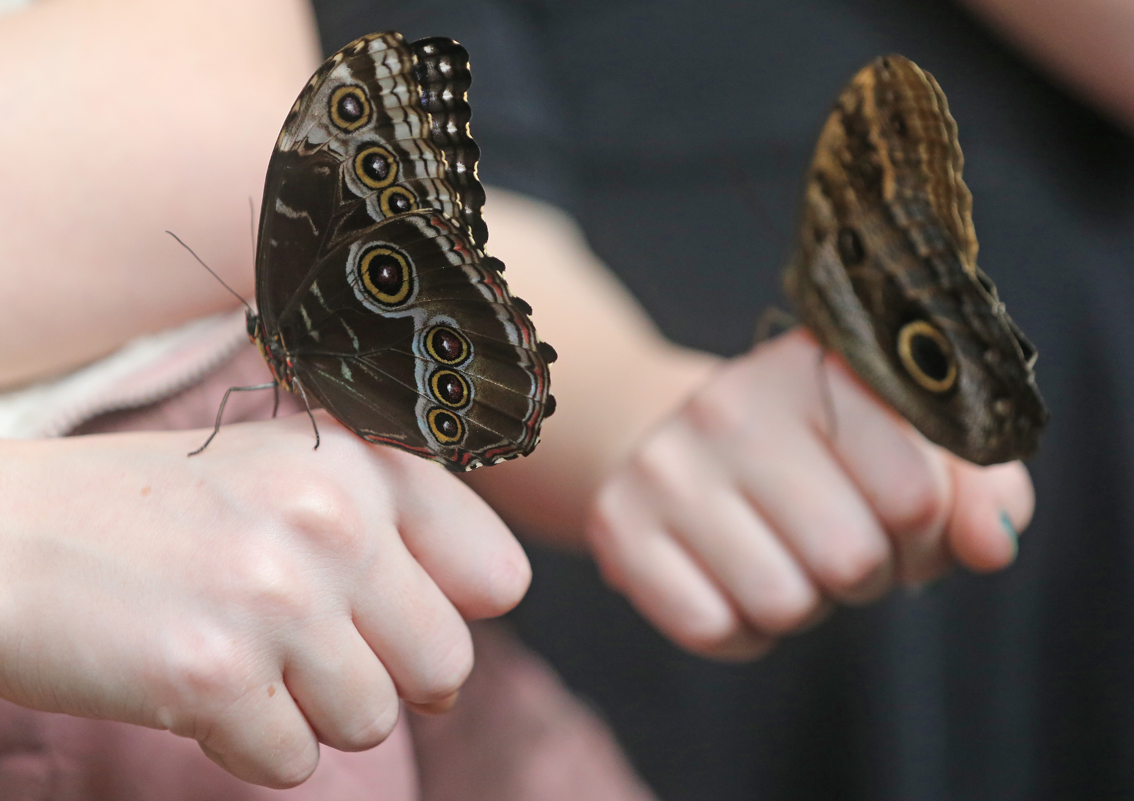 Butterfly releases are back at the Cleveland Botanical Garden, April 1 ...