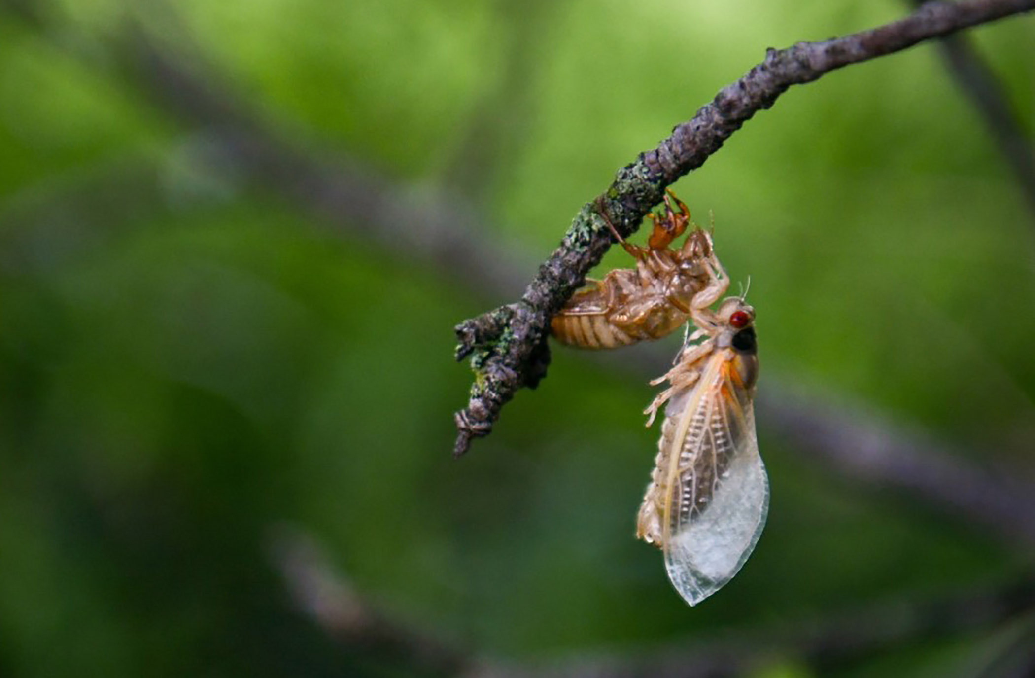 Brood X 17-year cicadas in Pennsylvania - pennlive.com
