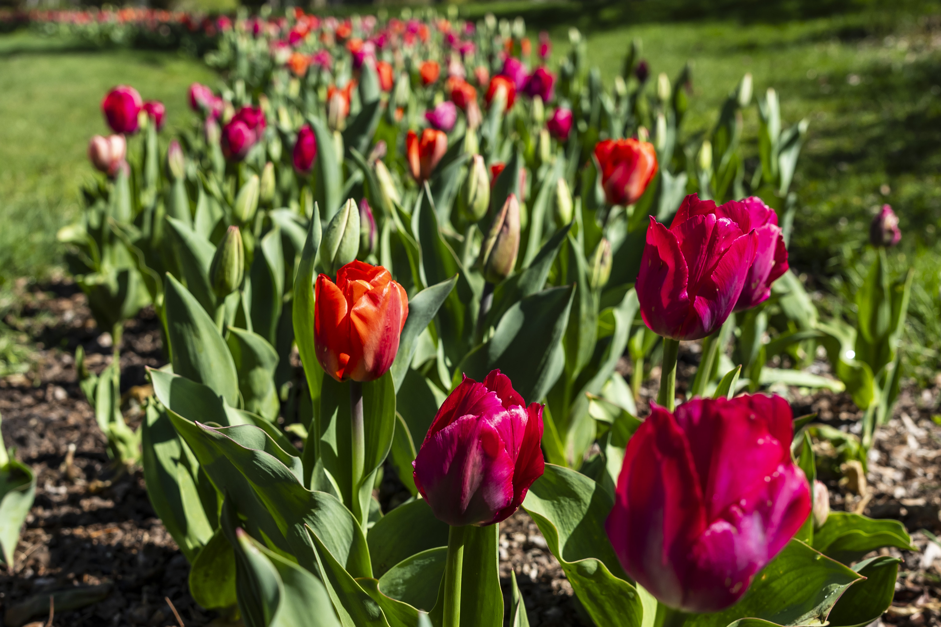 Spring blooms in Midland’s Dow Gardens - mlive.com