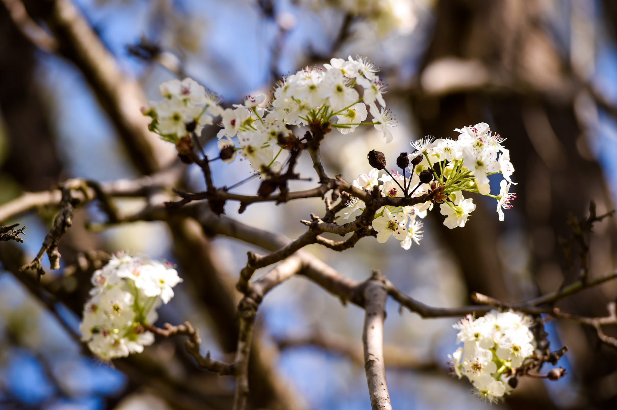Bradford Pear Trees Alabama - al.com