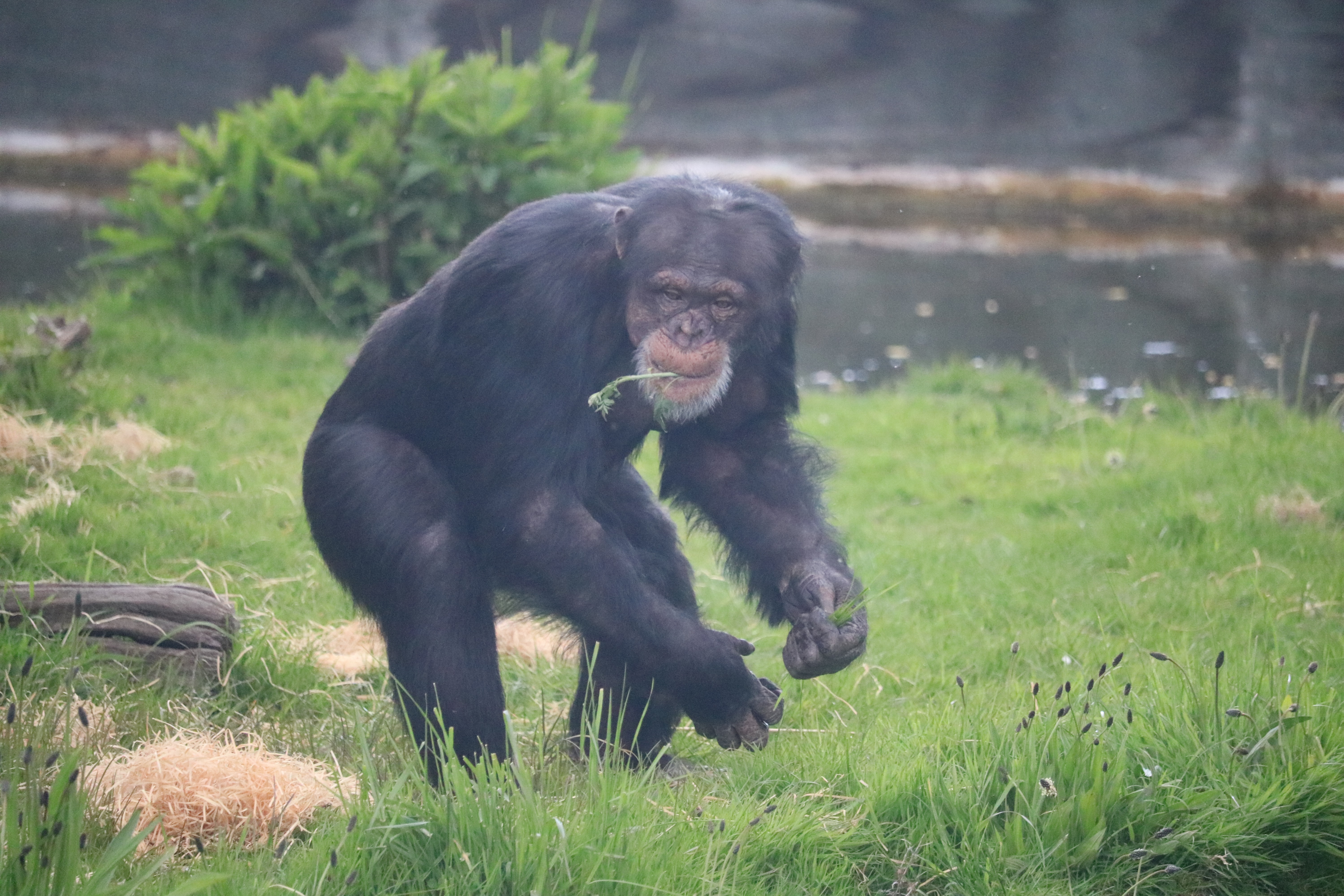 Chimps Report