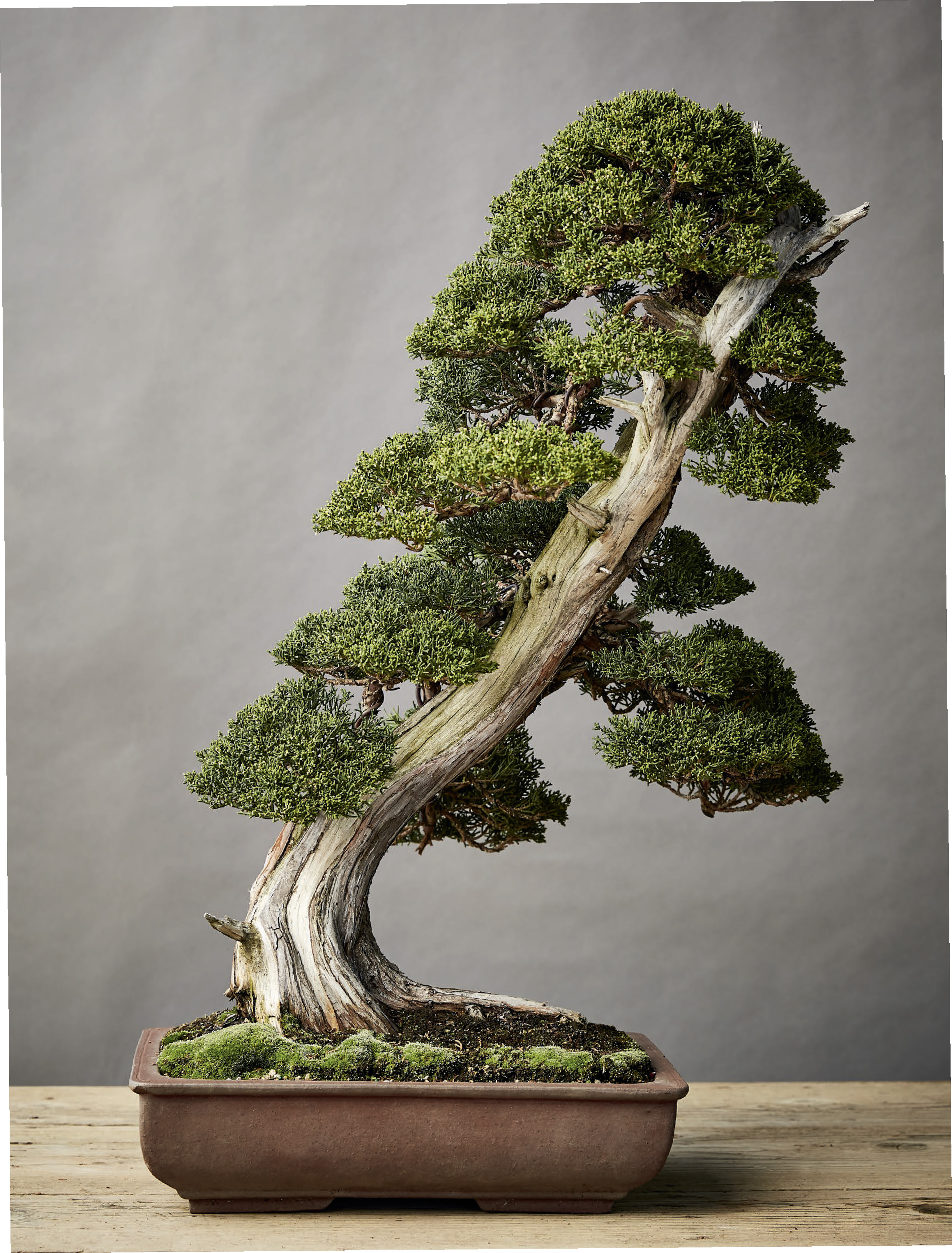 ‘The Little Book of Bonsai’ - oregonlive.com