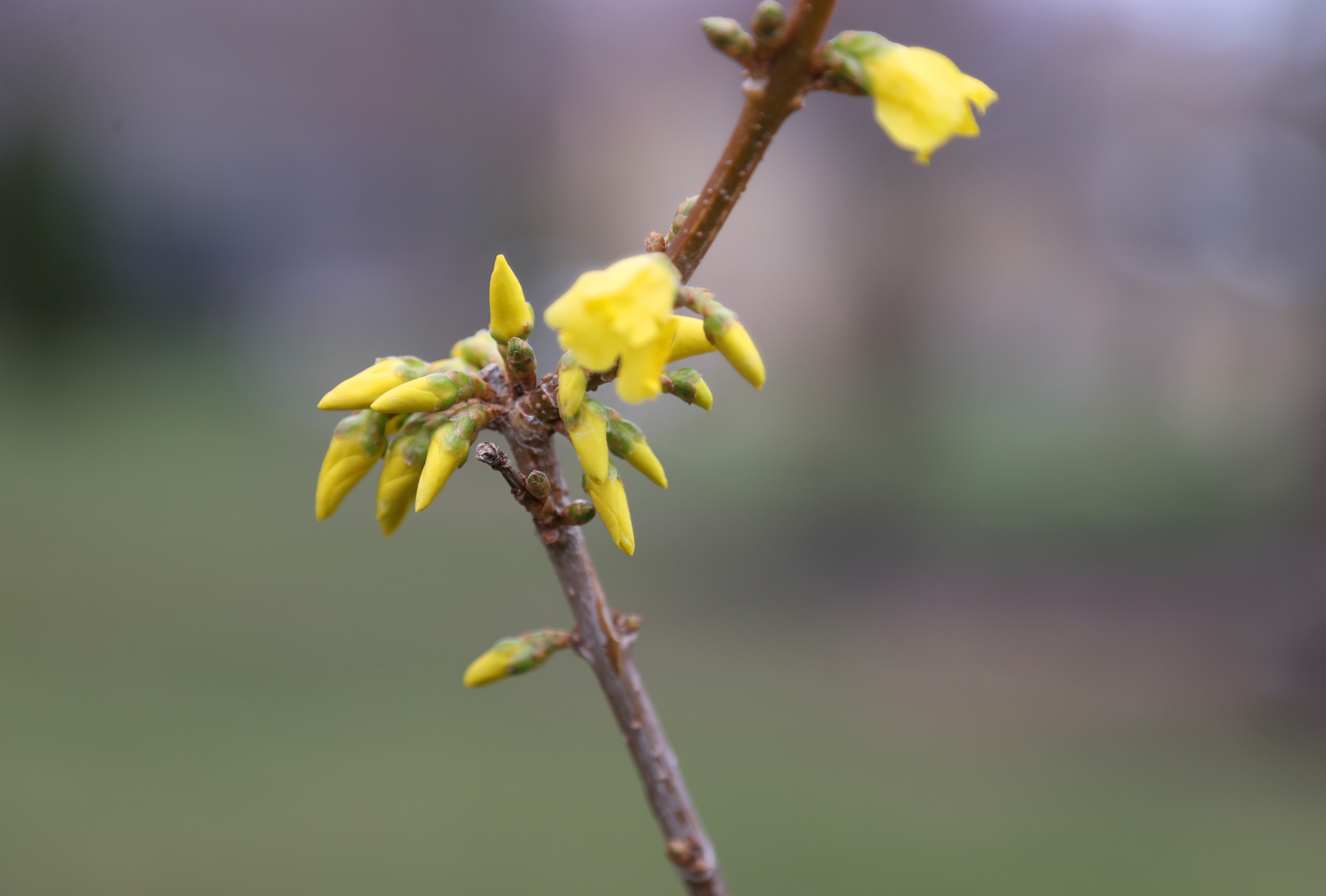 Spring blooms in northeast Ohio, March 19, 2024 - cleveland.com