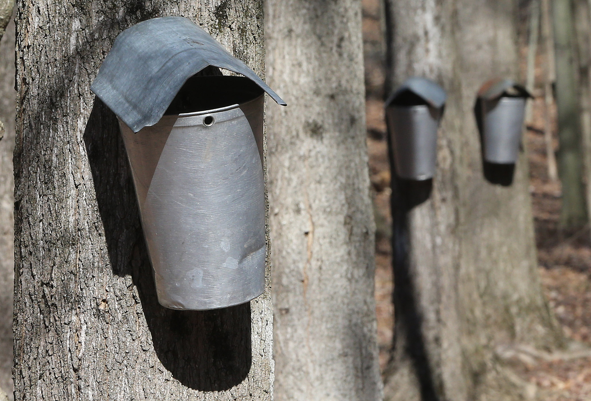 Visitors to Hale Farm & Village learn how maple syrup is made, March 20 ...