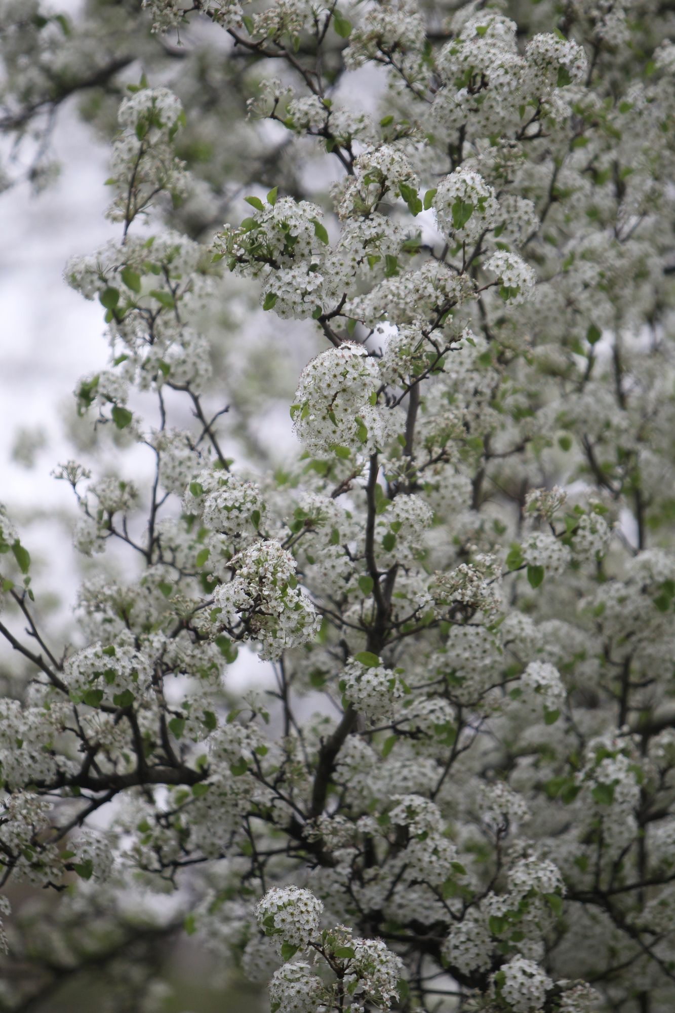 Lake View Cemetery in full bloom - cleveland.com