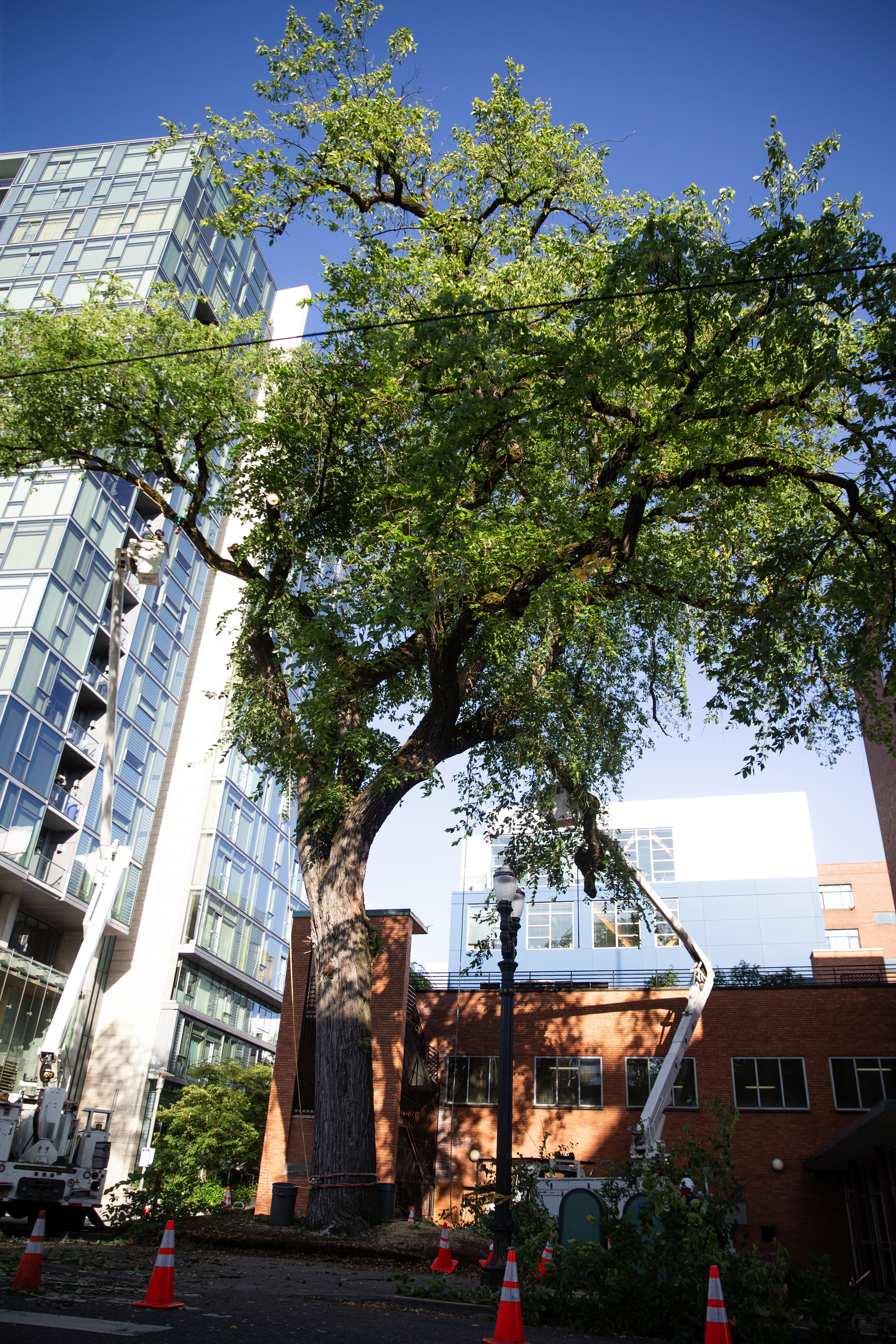 Work begins to remove Portland's first Heritage Tree - oregonlive.com