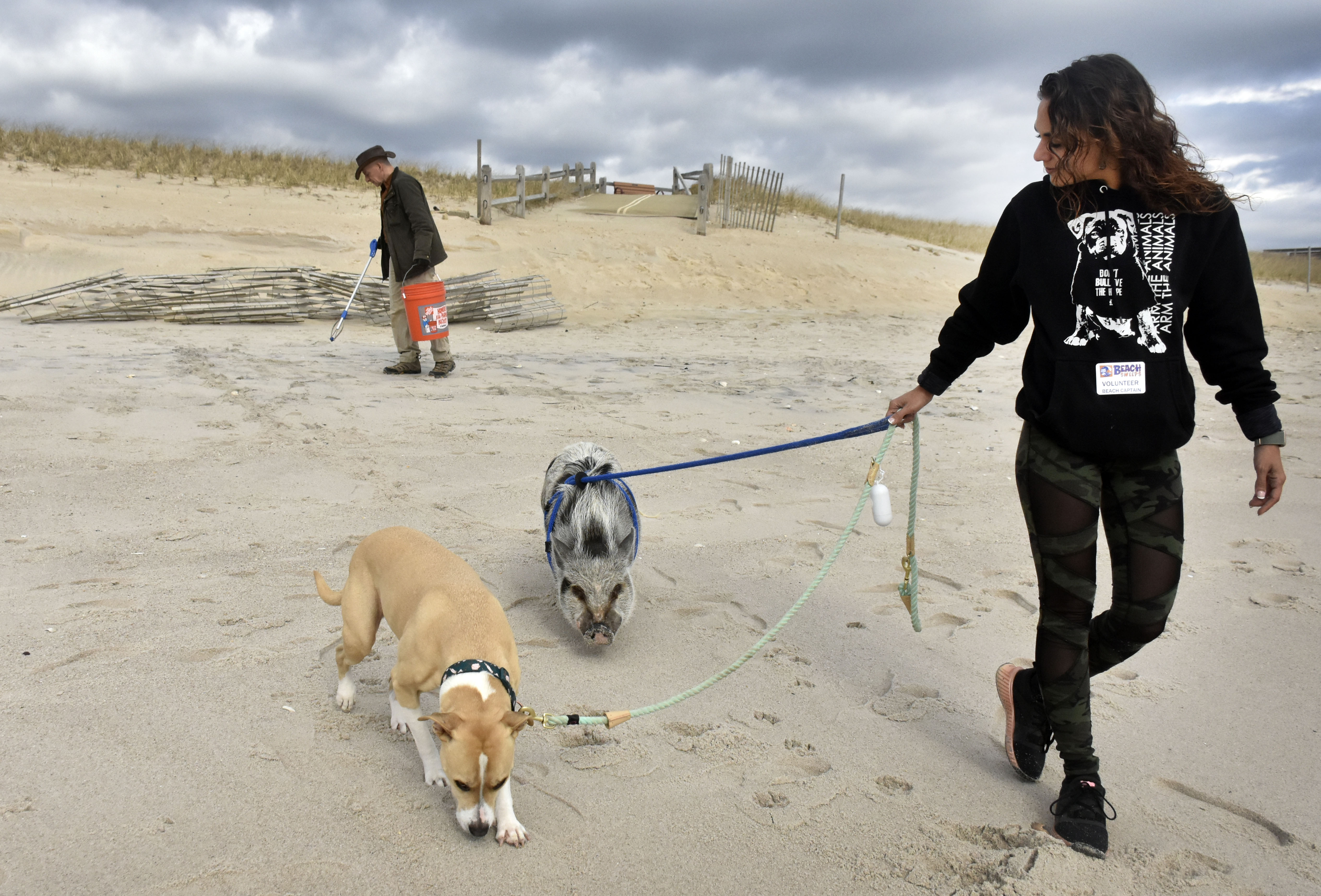 Mini Pig Hamlette Helps with Clean Ocean Action Beach Sweeps Cleanup ...