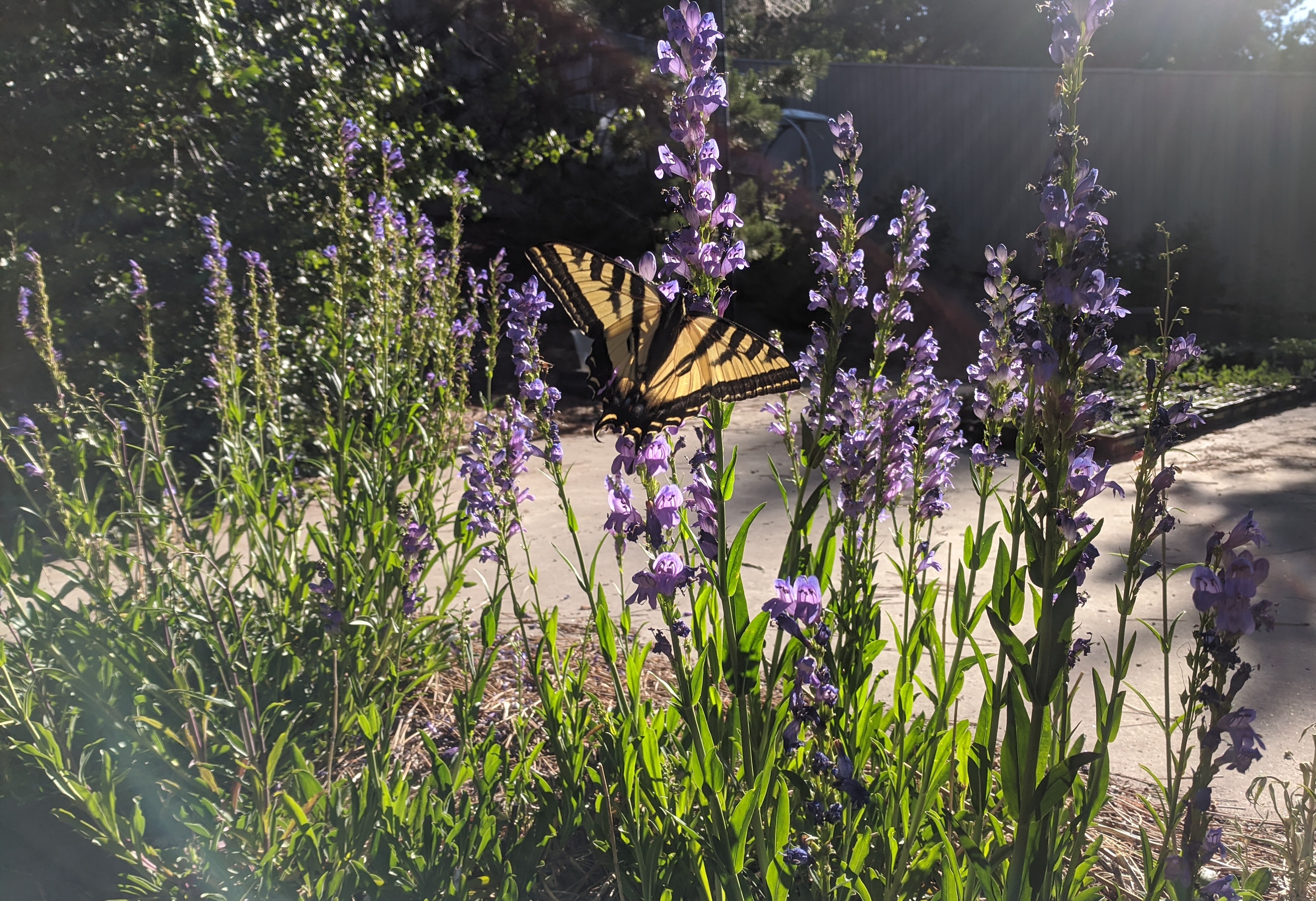 Building pollinator pathways - oregonlive.com