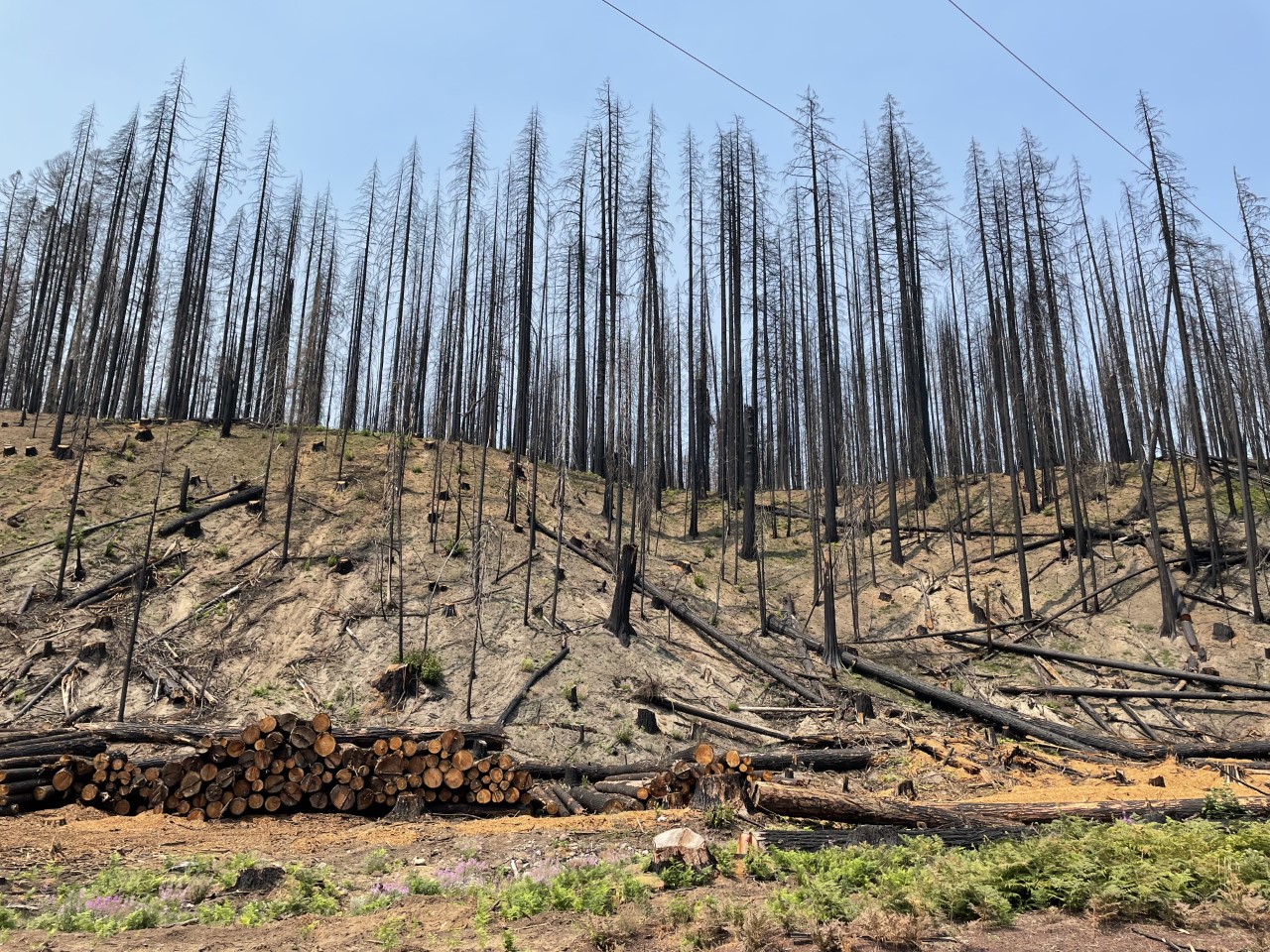 Oregon wildfires -- Santiam Canyon - August 2021 - oregonlive.com