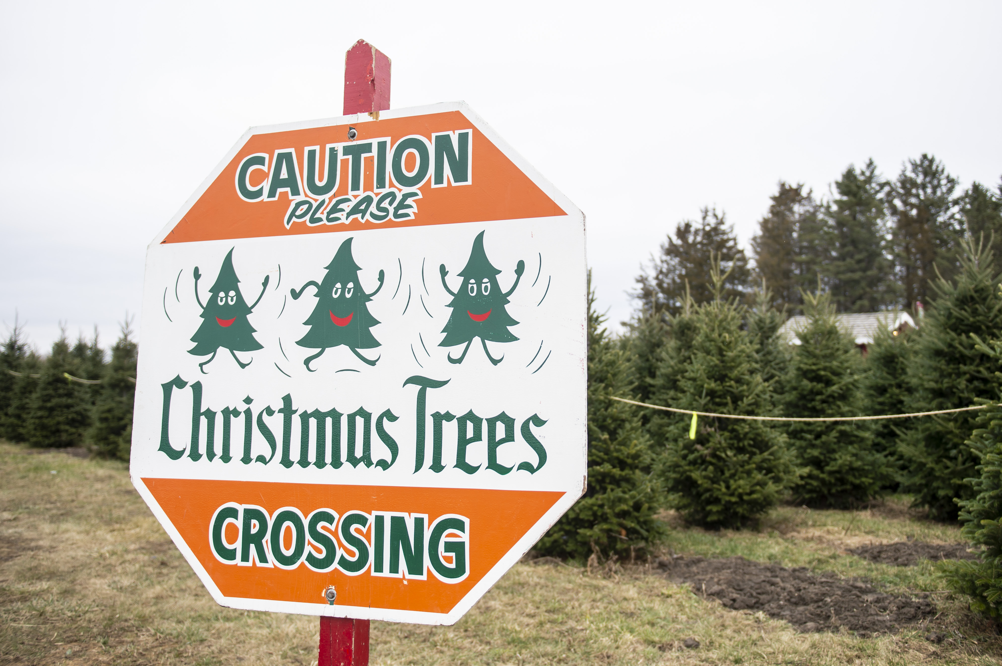 Saginaw’s Kluck's Nursery closes early due to shortage of Christmas ...