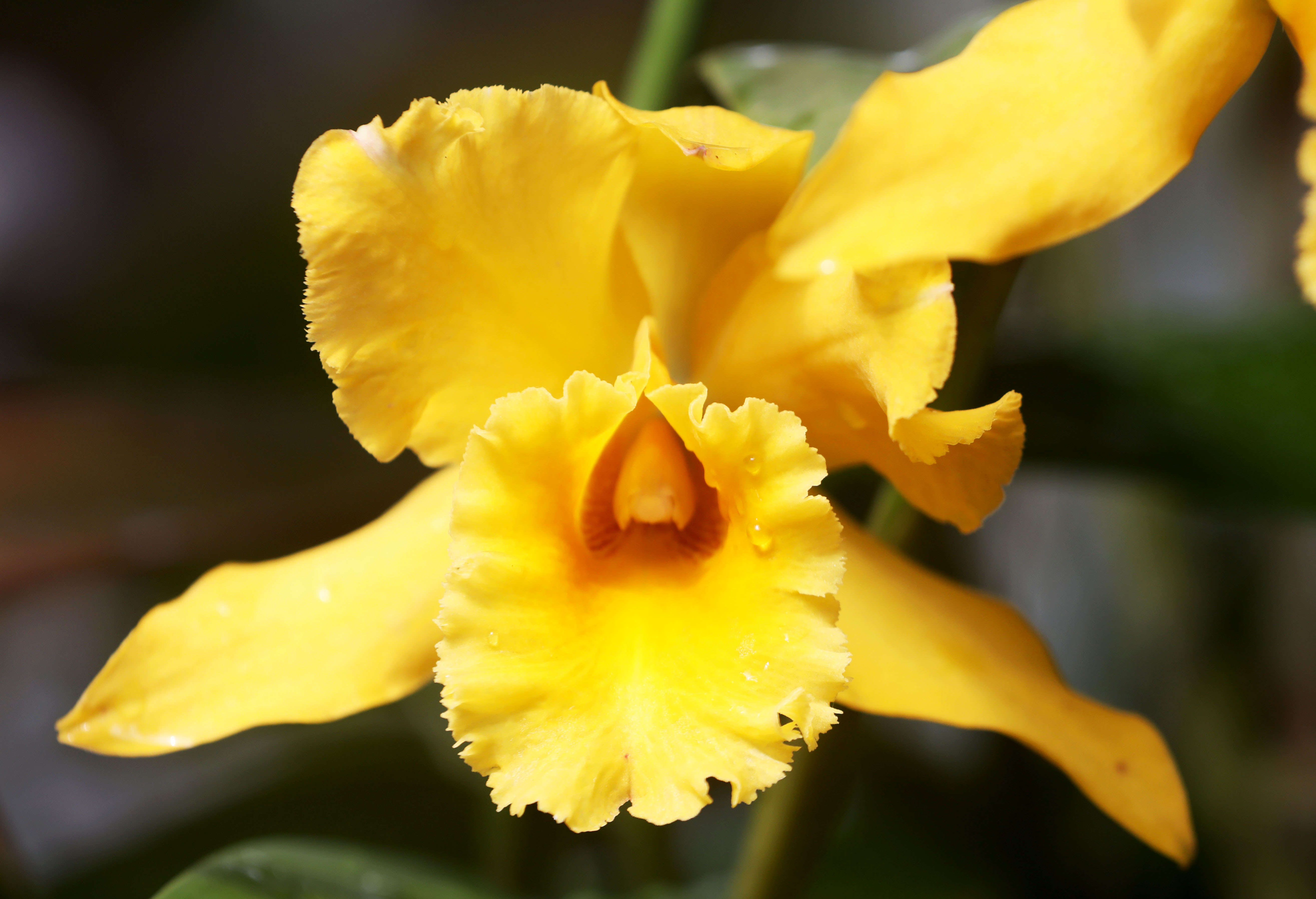 Orchids in full bloom - nj.com