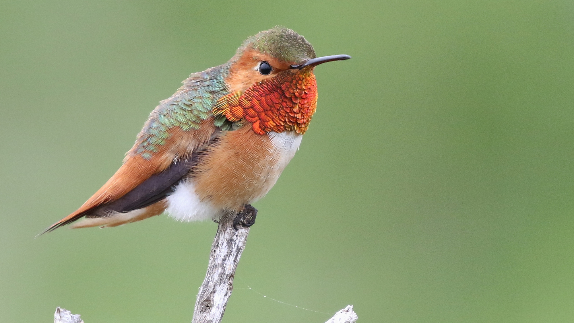 The seven species of Oregon hummingbirds - oregonlive.com