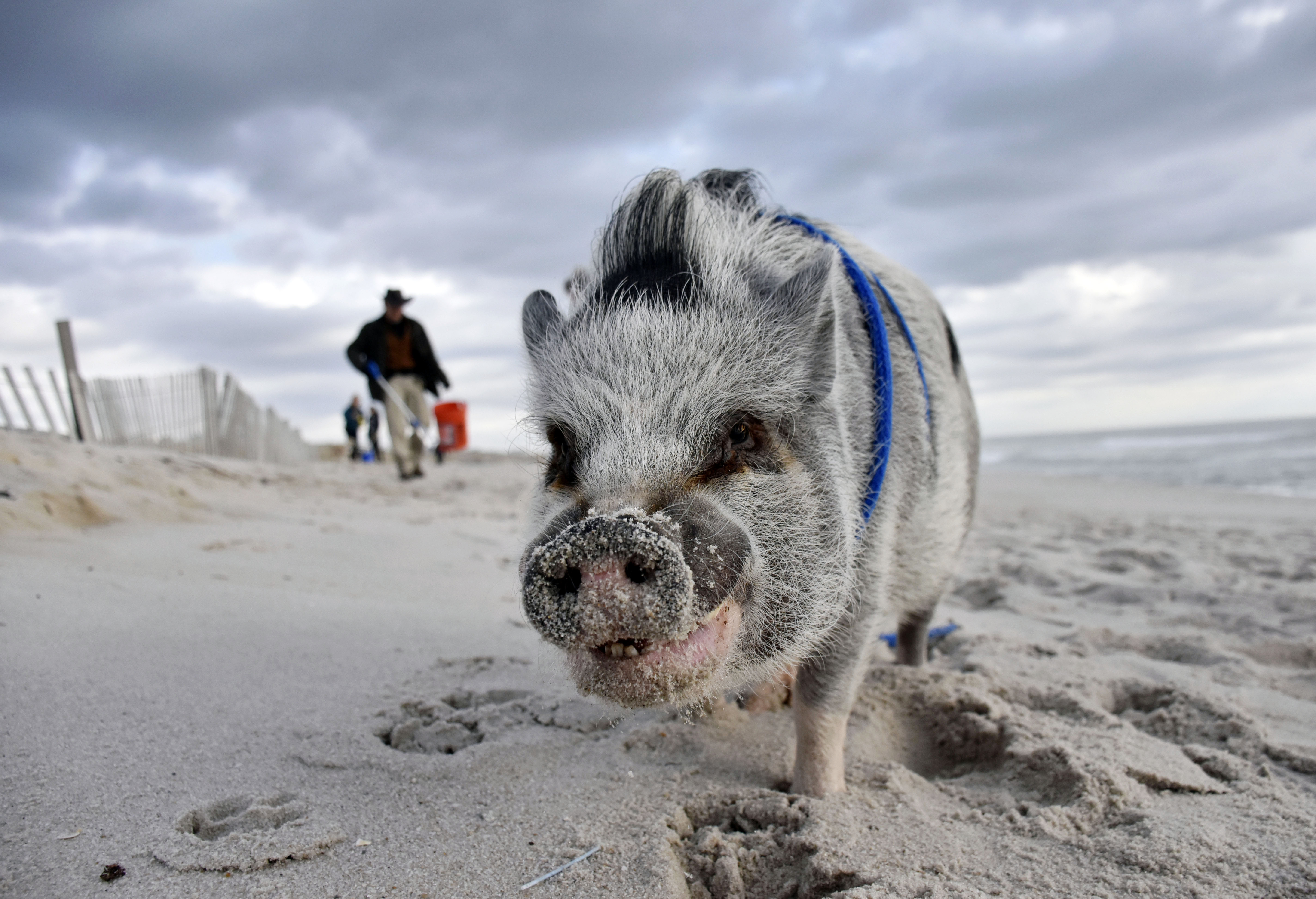 Mini Pig Hamlette Helps with Clean Ocean Action Beach Sweeps Cleanup ...