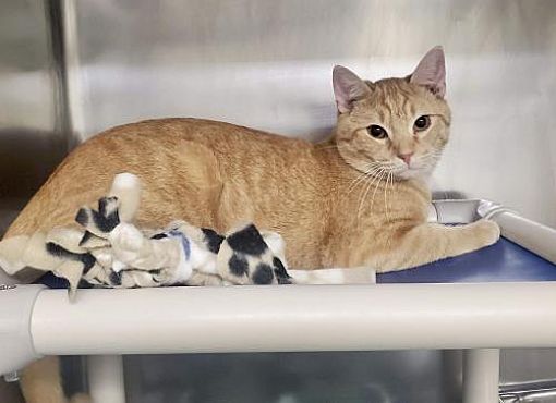 N.J. pets in need: Jan. 11, 2020 - nj.com