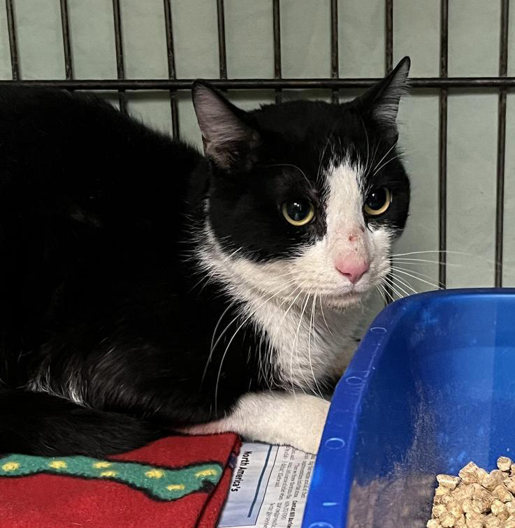 N.J. pets in need: April 17, 2023 - nj.com