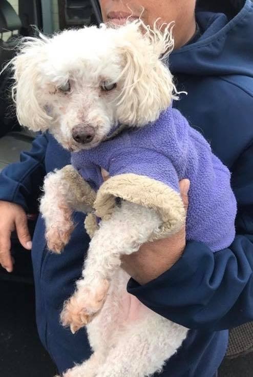 N.J. pets in need: May 18, 2020 - nj.com