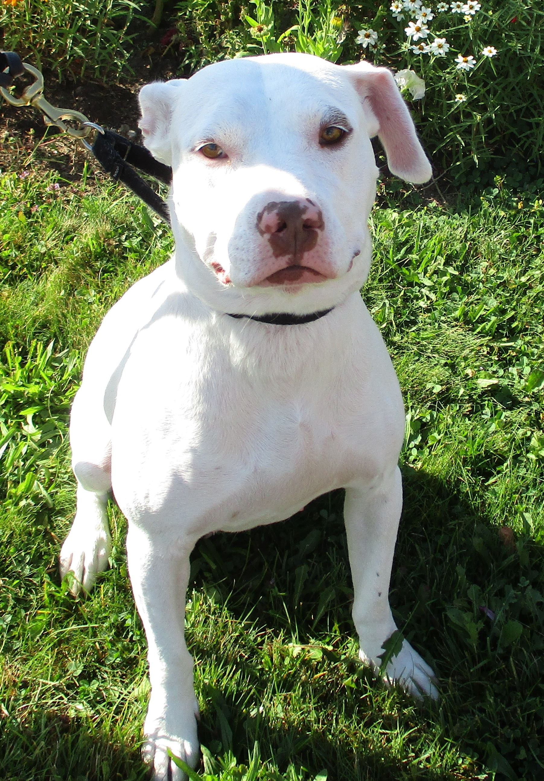 Prison inmates housing, training dogs to help adoption rates in Bay ...