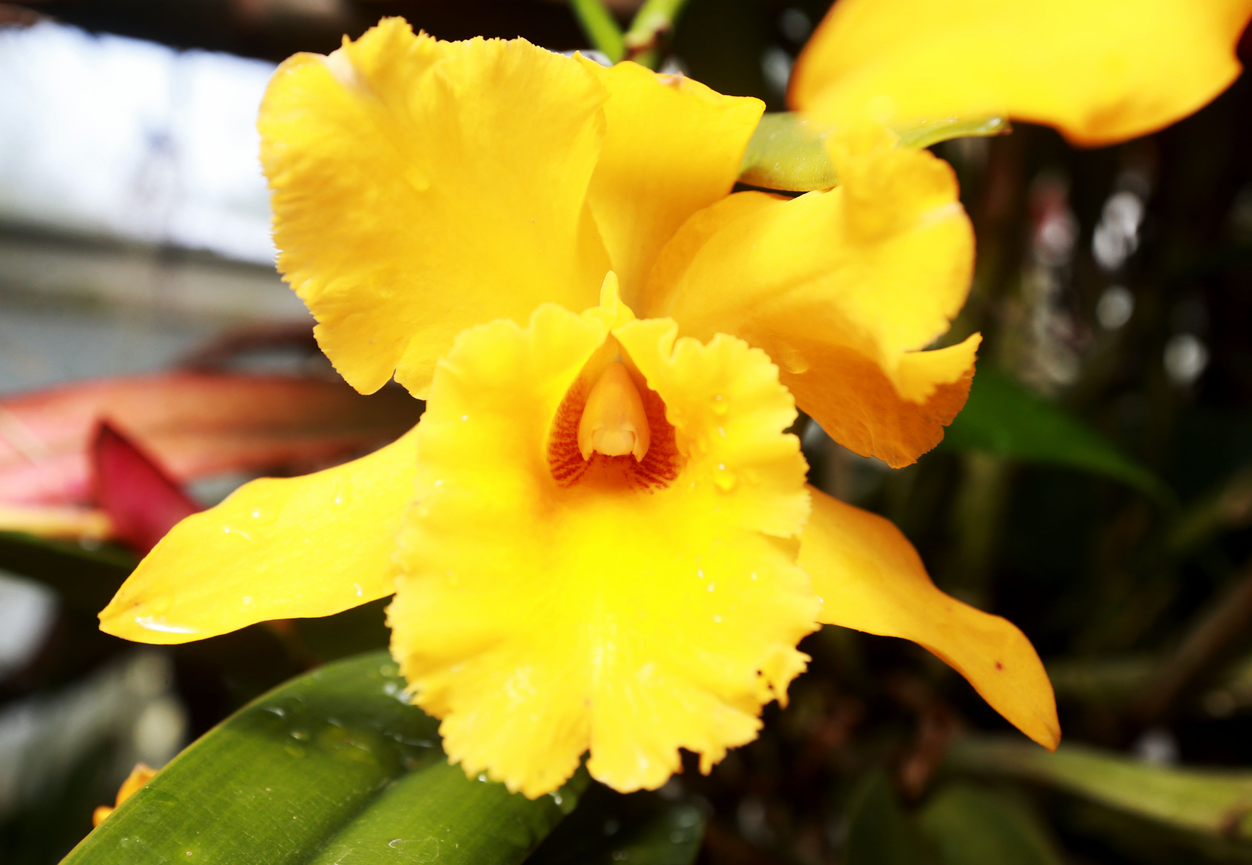 Orchids in full bloom - nj.com