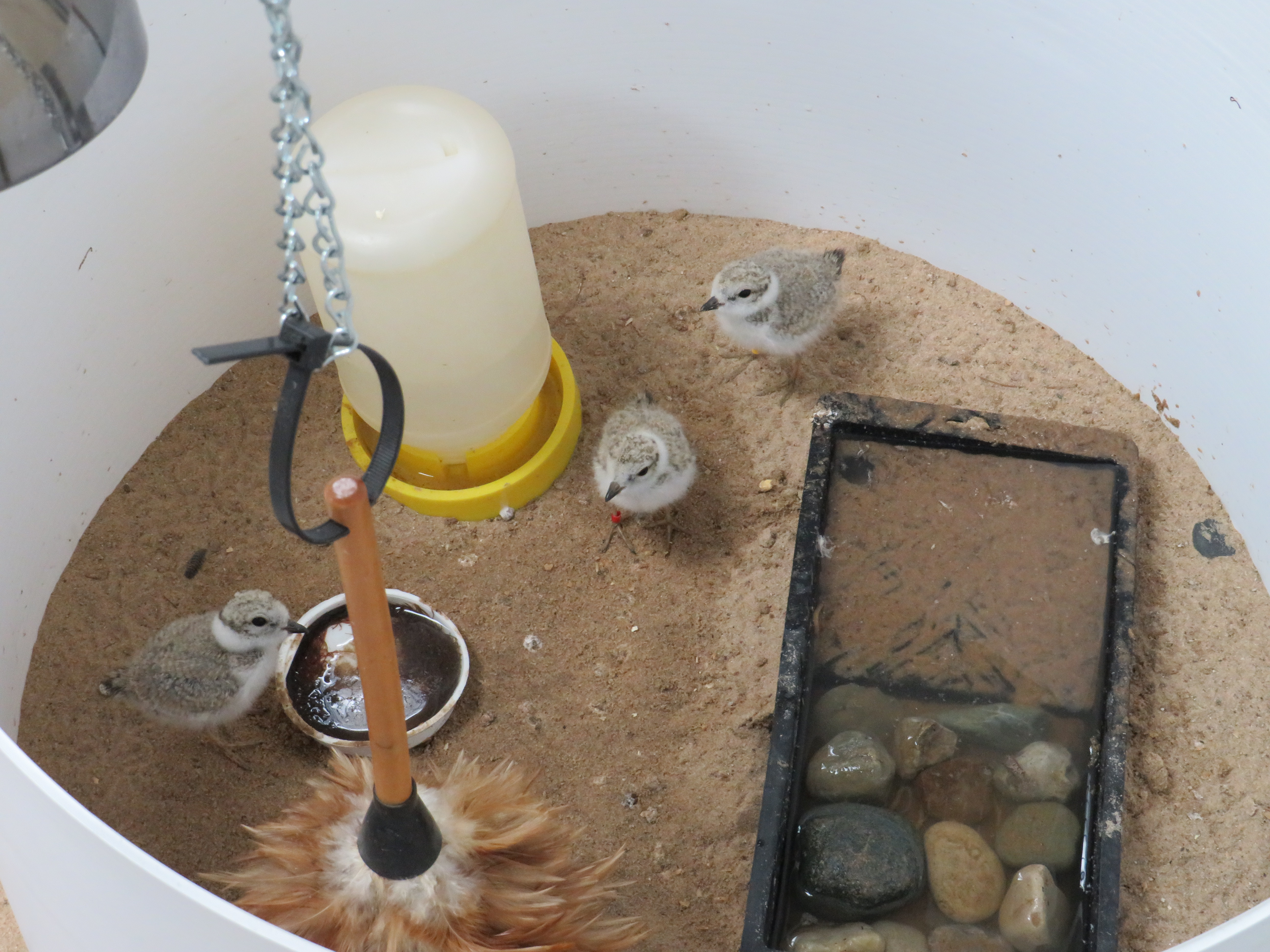 Captive rearing program for Great Lakes piping plovers - mlive.com