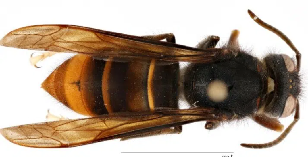 Honeybee-eating ‘murder hornet’ cousin never before seen in US appears ...