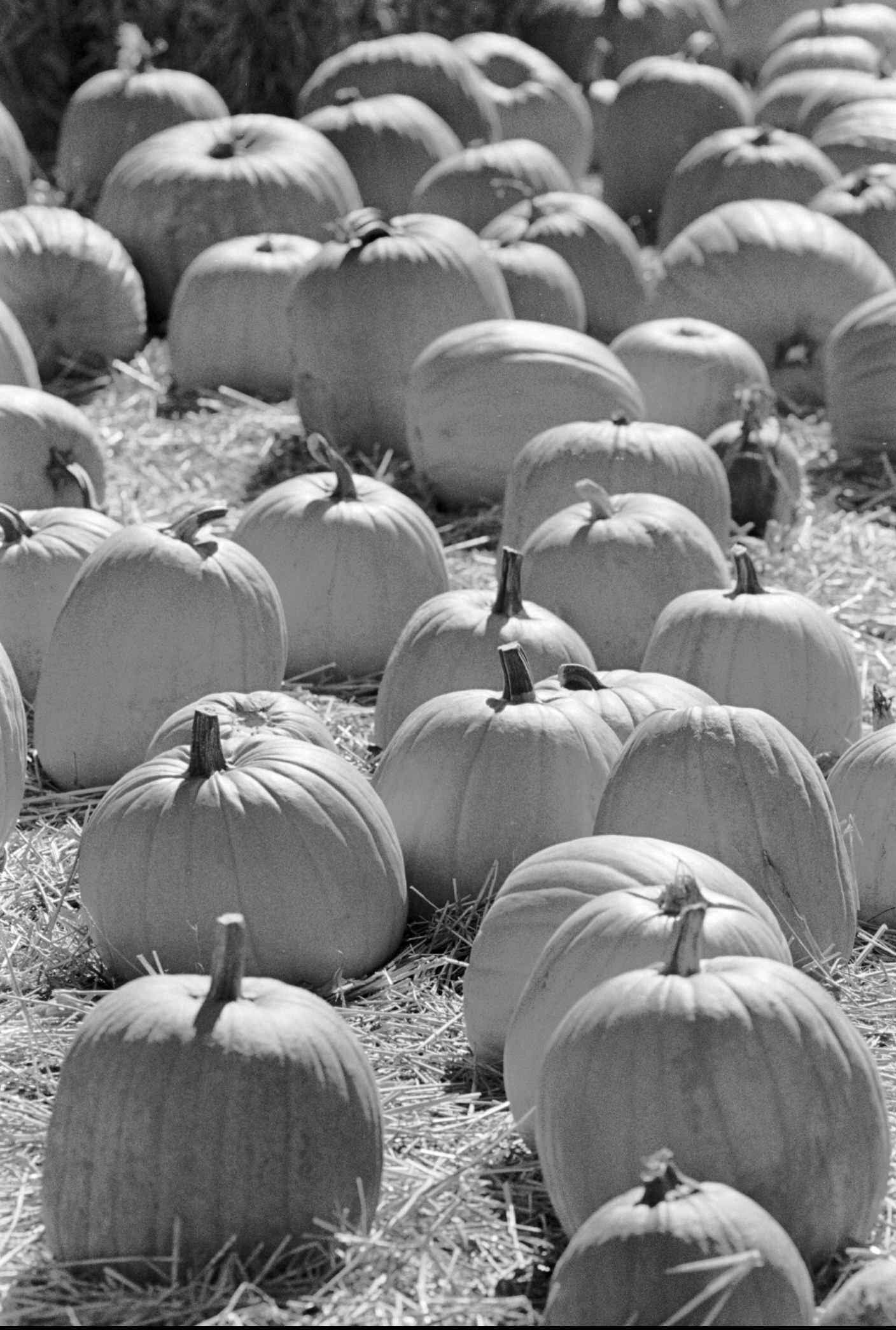 Staten Island pumpkin fun | Then and now - silive.com