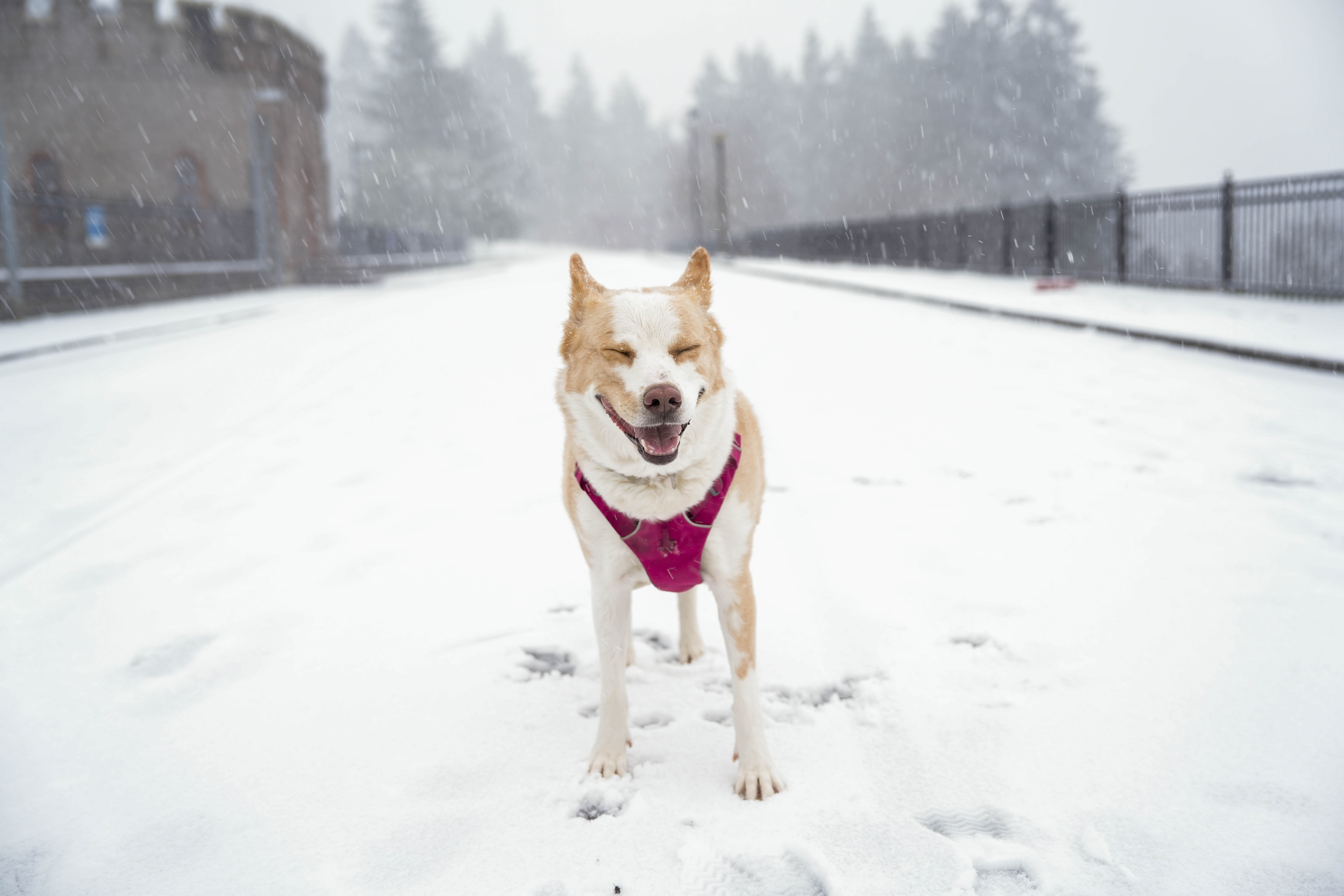 Portland snow - Feb. 22, 2023 - oregonlive.com