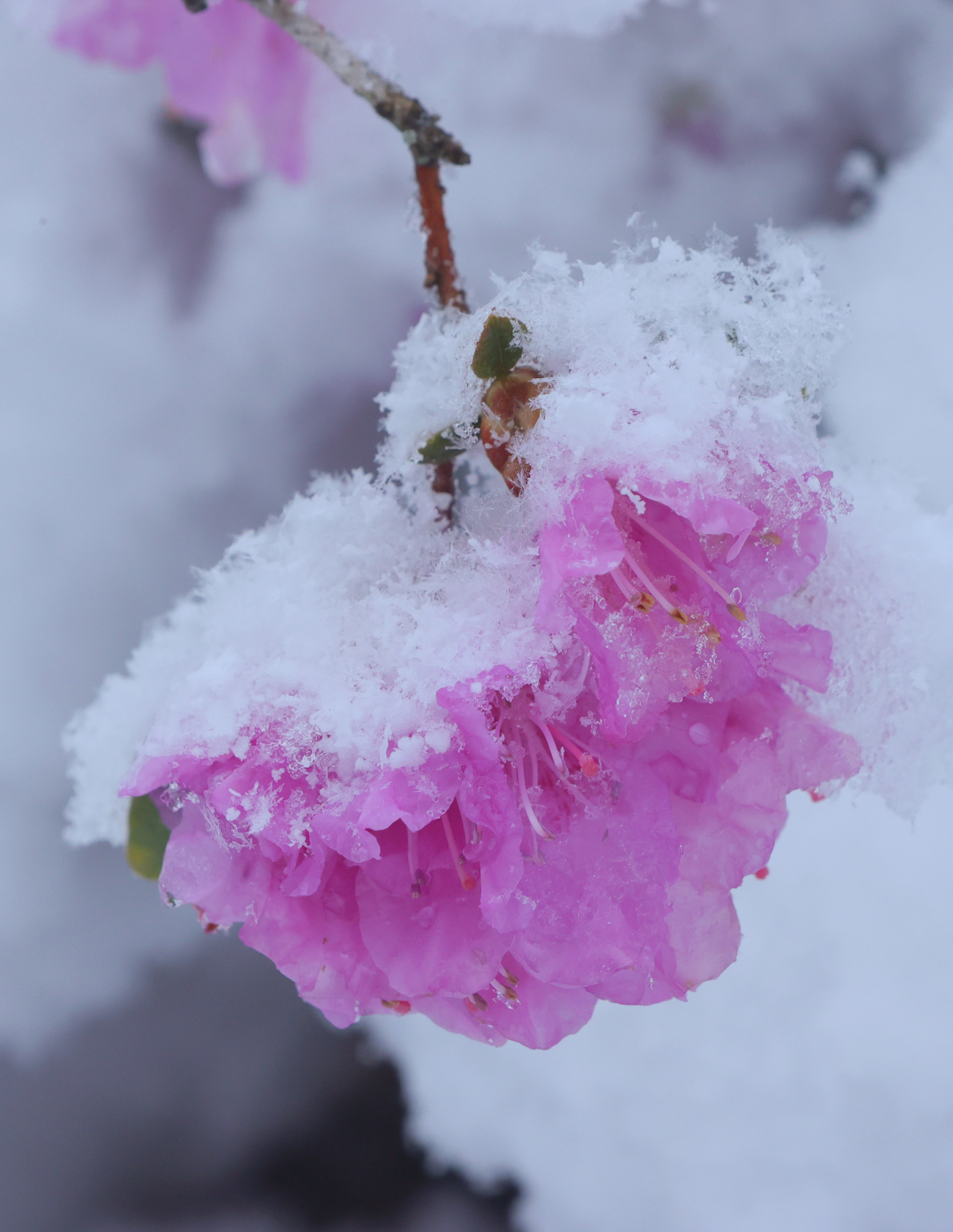 Late spring snow blankets Northeast Ohio, April 21, 2021 - cleveland.com