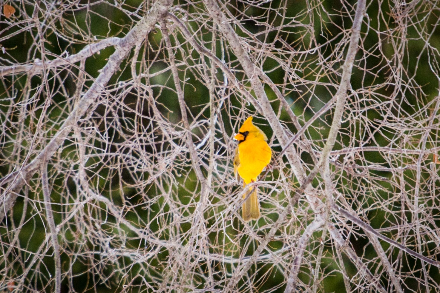Michigan is home to a rare yellow-colored northern cardinal - mlive.com