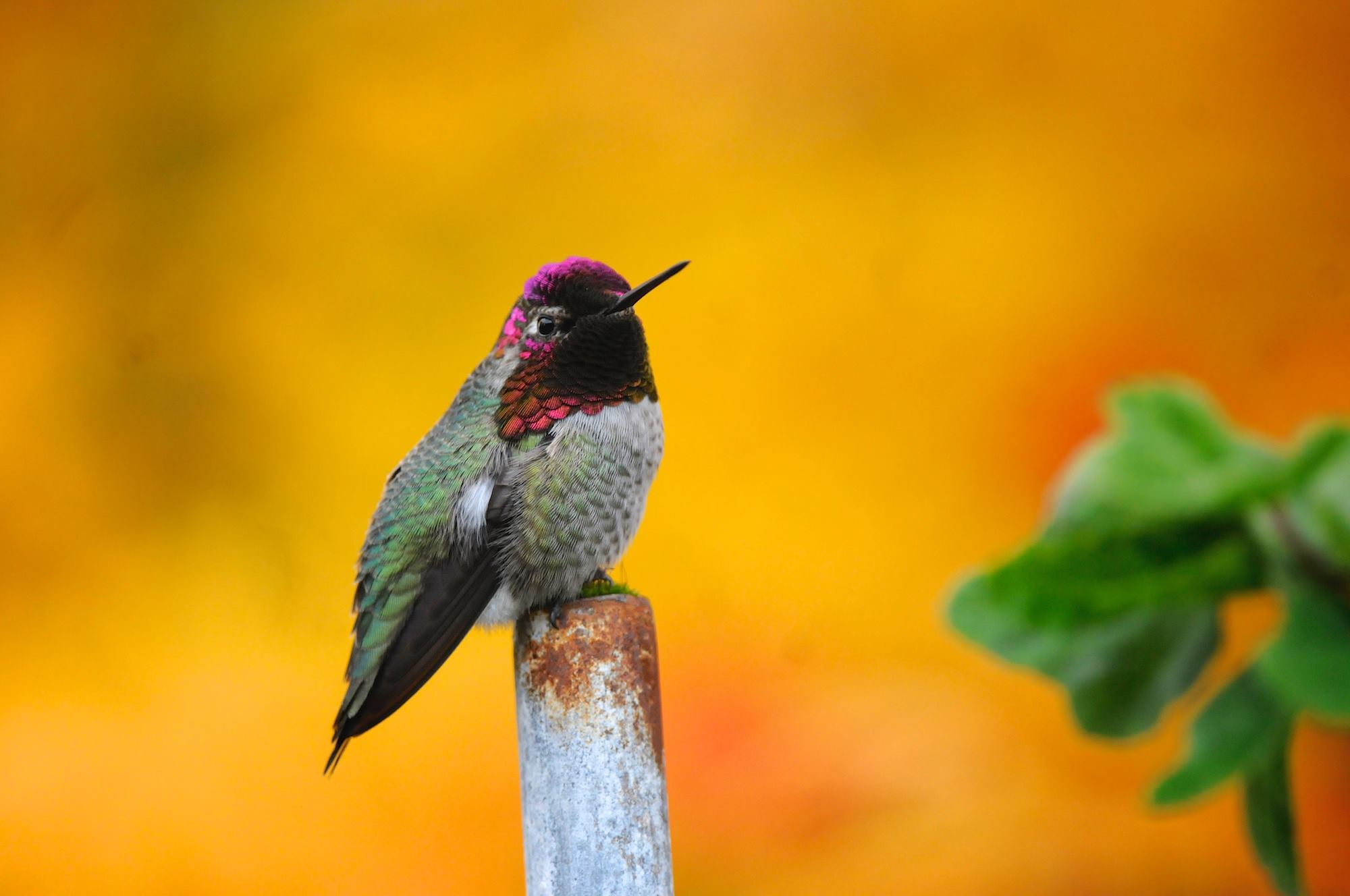 The seven species of Oregon hummingbirds - oregonlive.com