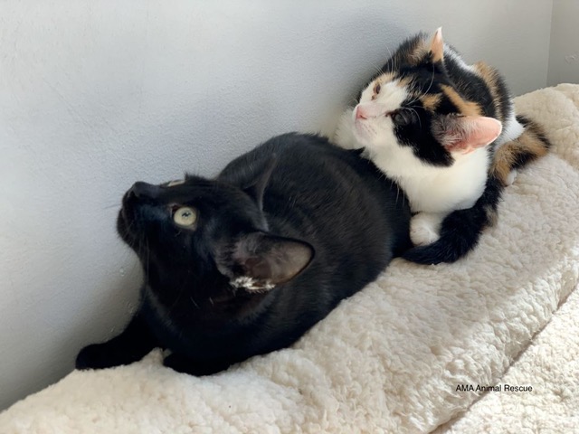 Looking for companionship and unconditional love? Check out these ...