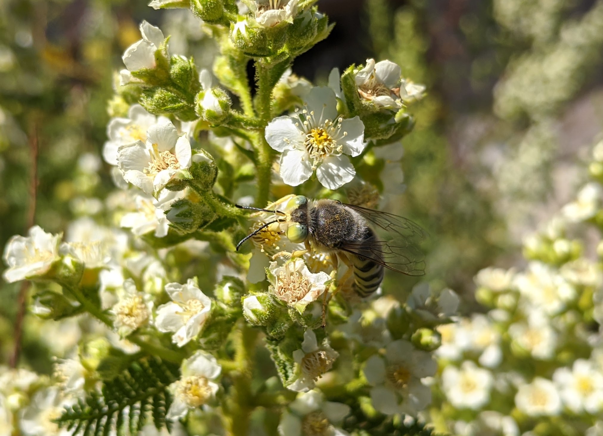 Building pollinator pathways - oregonlive.com