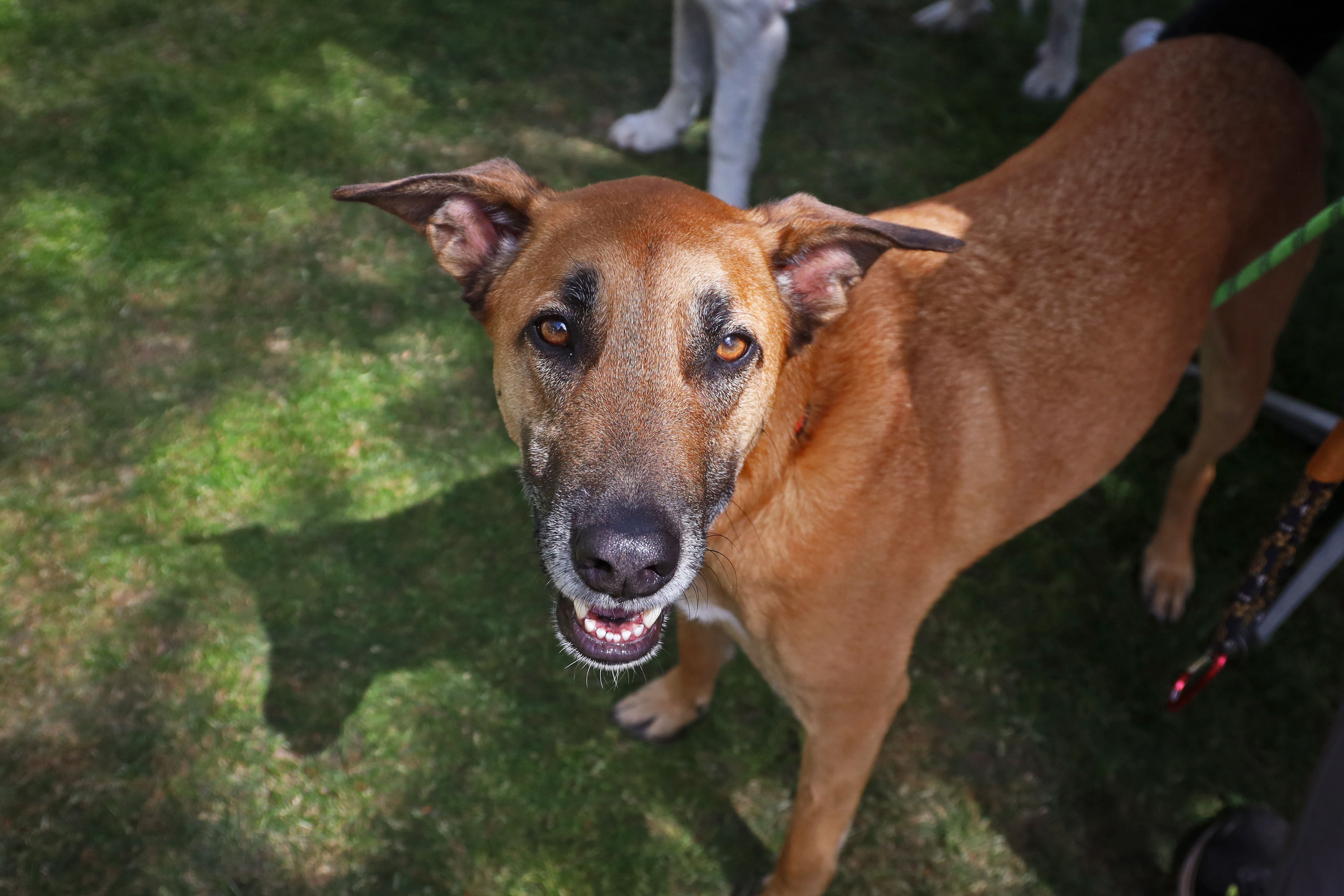 Oregon Humane Society Doggie Dash 2025 - oregonlive.com
