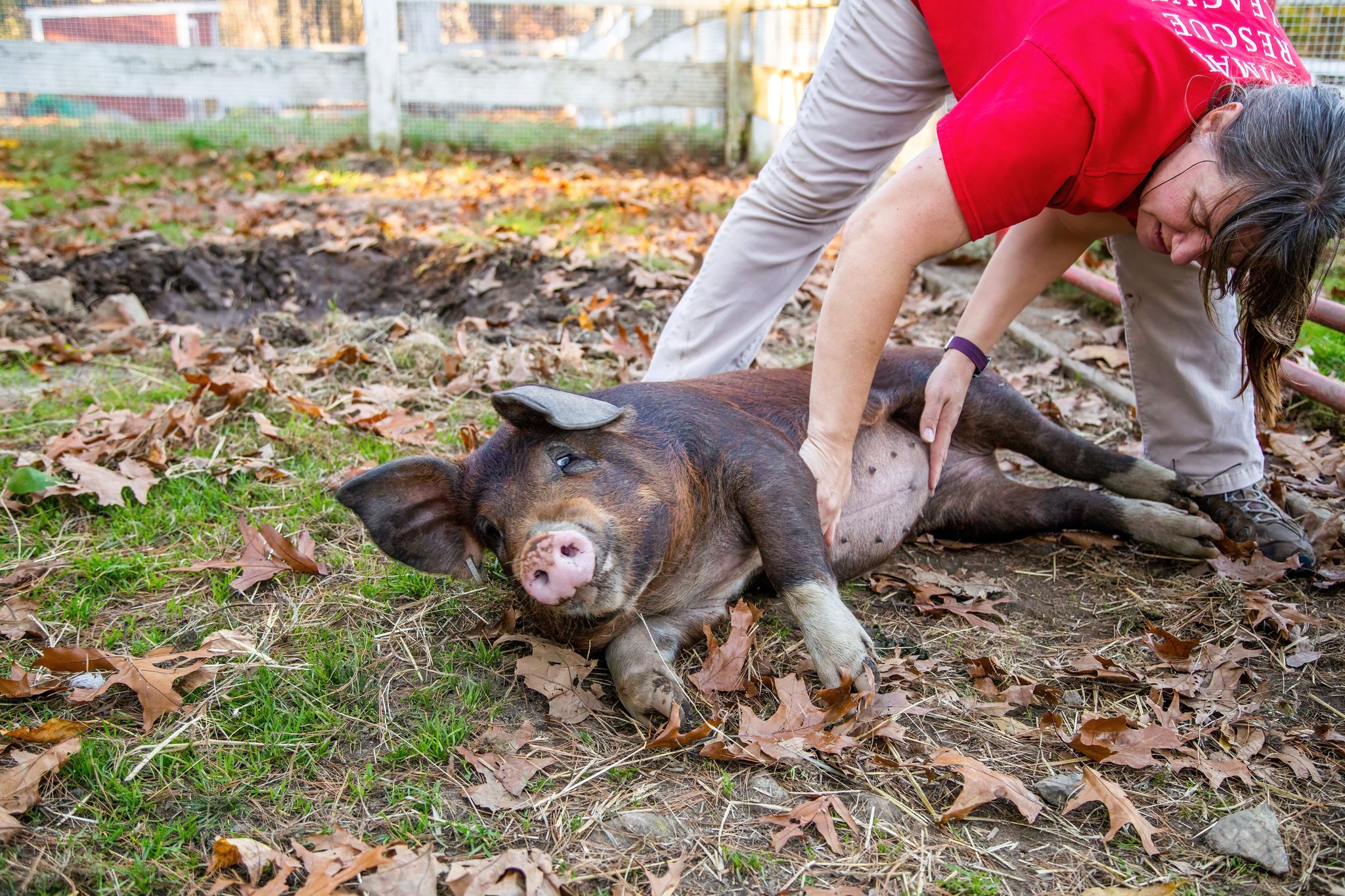 Animal Rescue League Boston looking to house 1-year-old pig - masslive.com