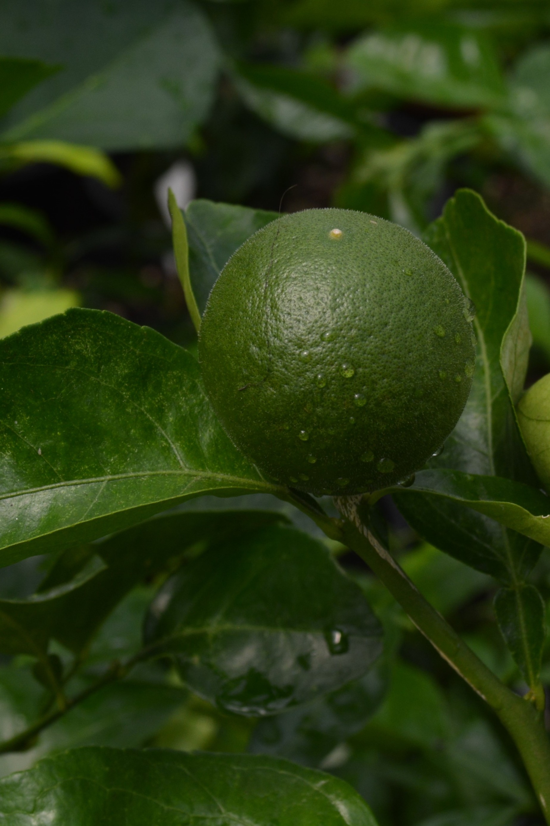 One Green World - oregonlive.com