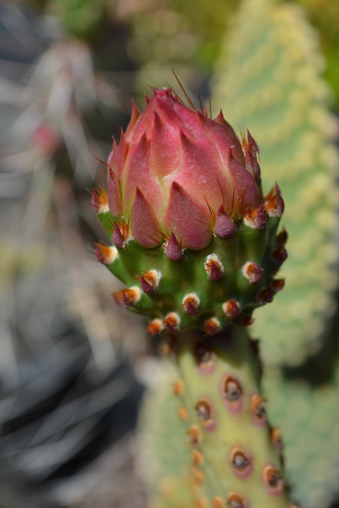 Hardy cacti - oregonlive.com
