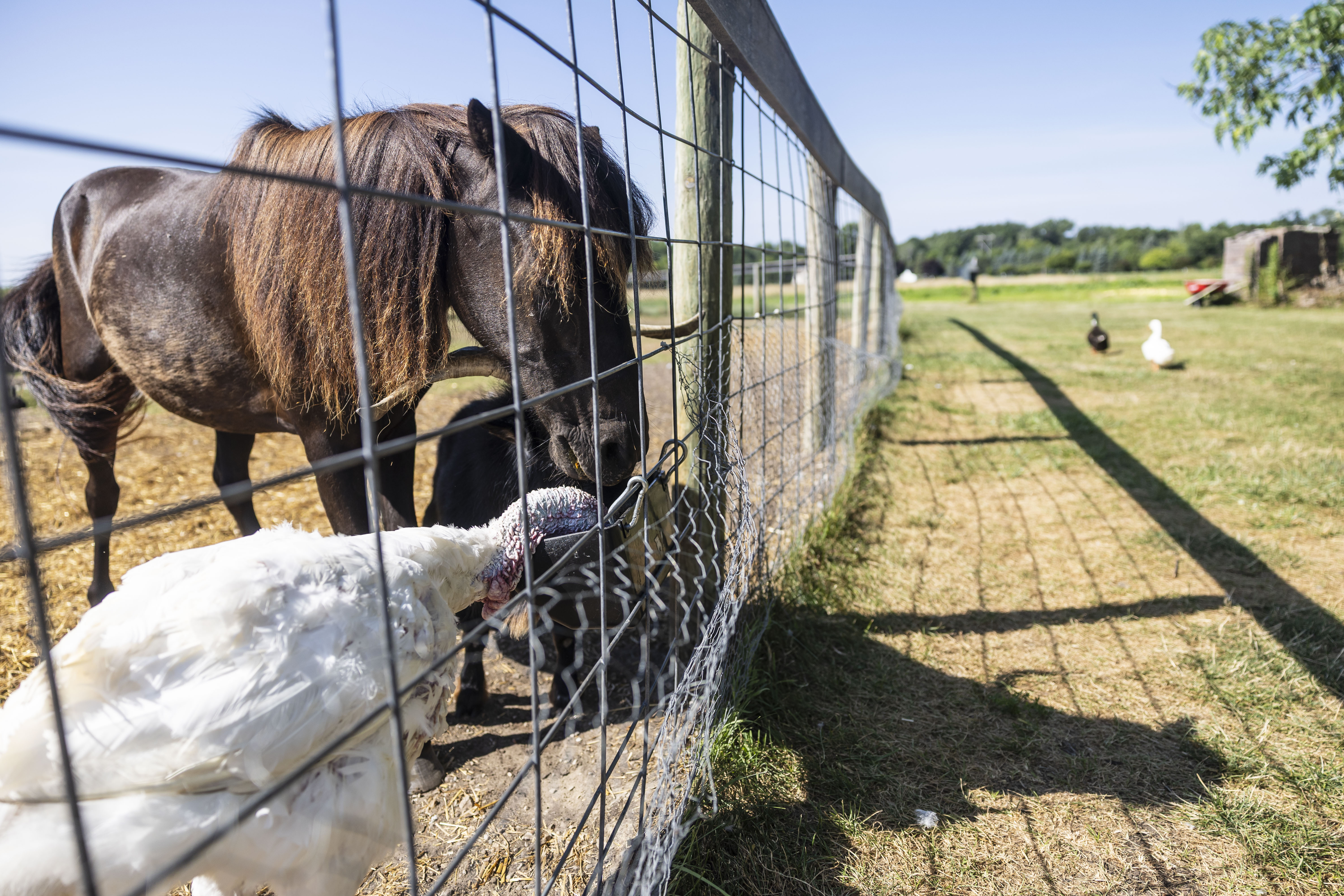 Soak in a farm visit in Bay City while enjoying ice cream - mlive.com