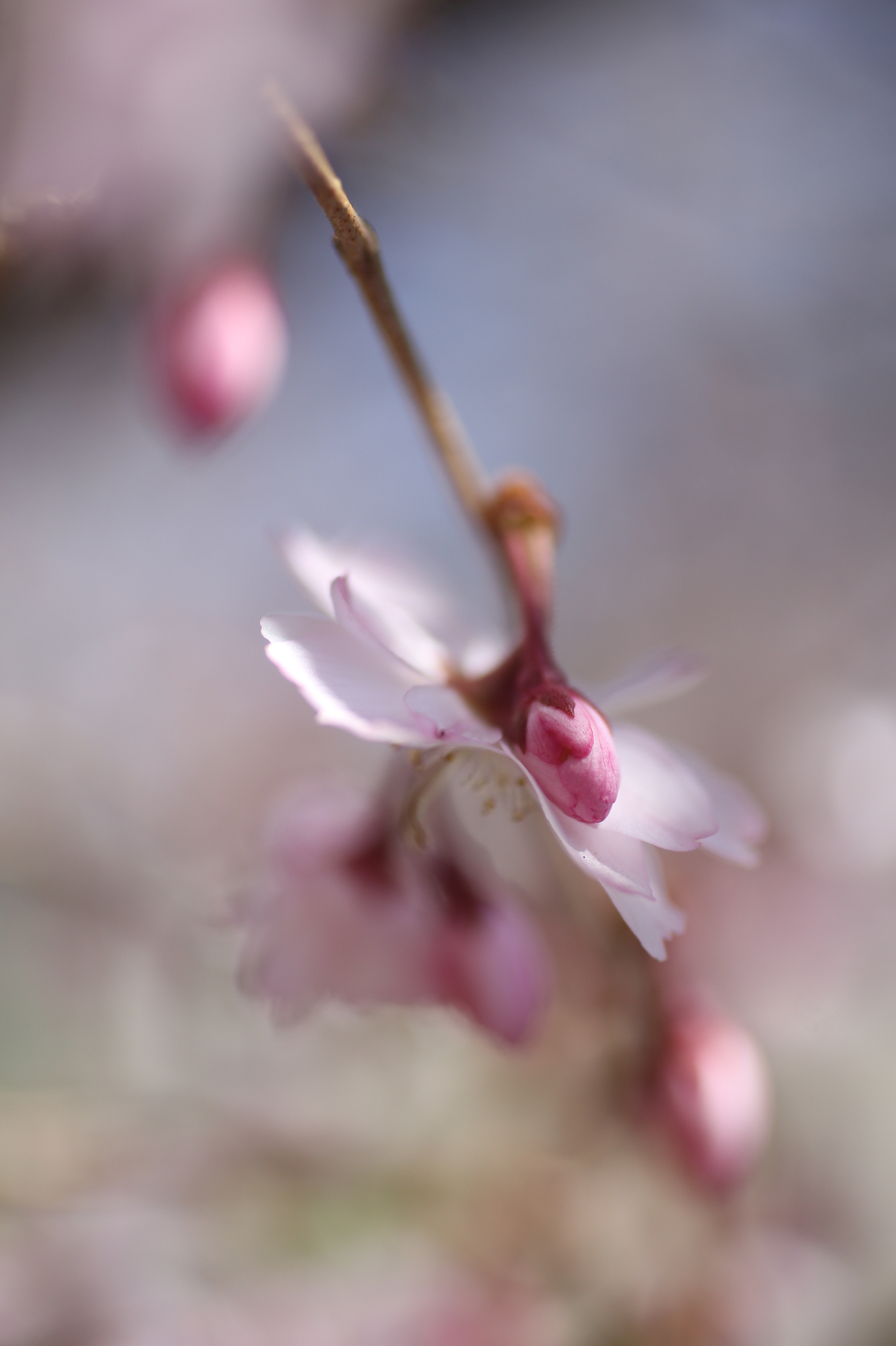 Spring is in the Northeast Ohio air 2022 - cleveland.com