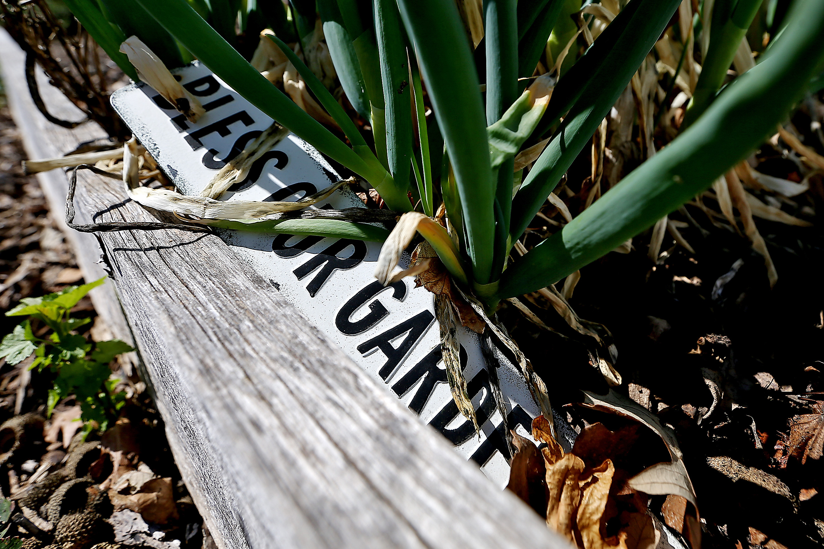 Luke Marion: MIGardener – April 13, 2021 - mlive.com