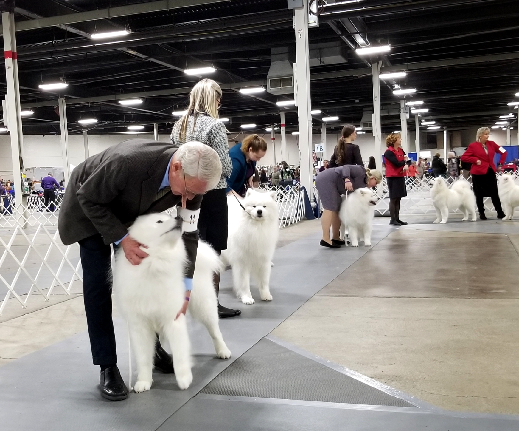Thanksgiving Classic Cluster Dog Show - masslive.com