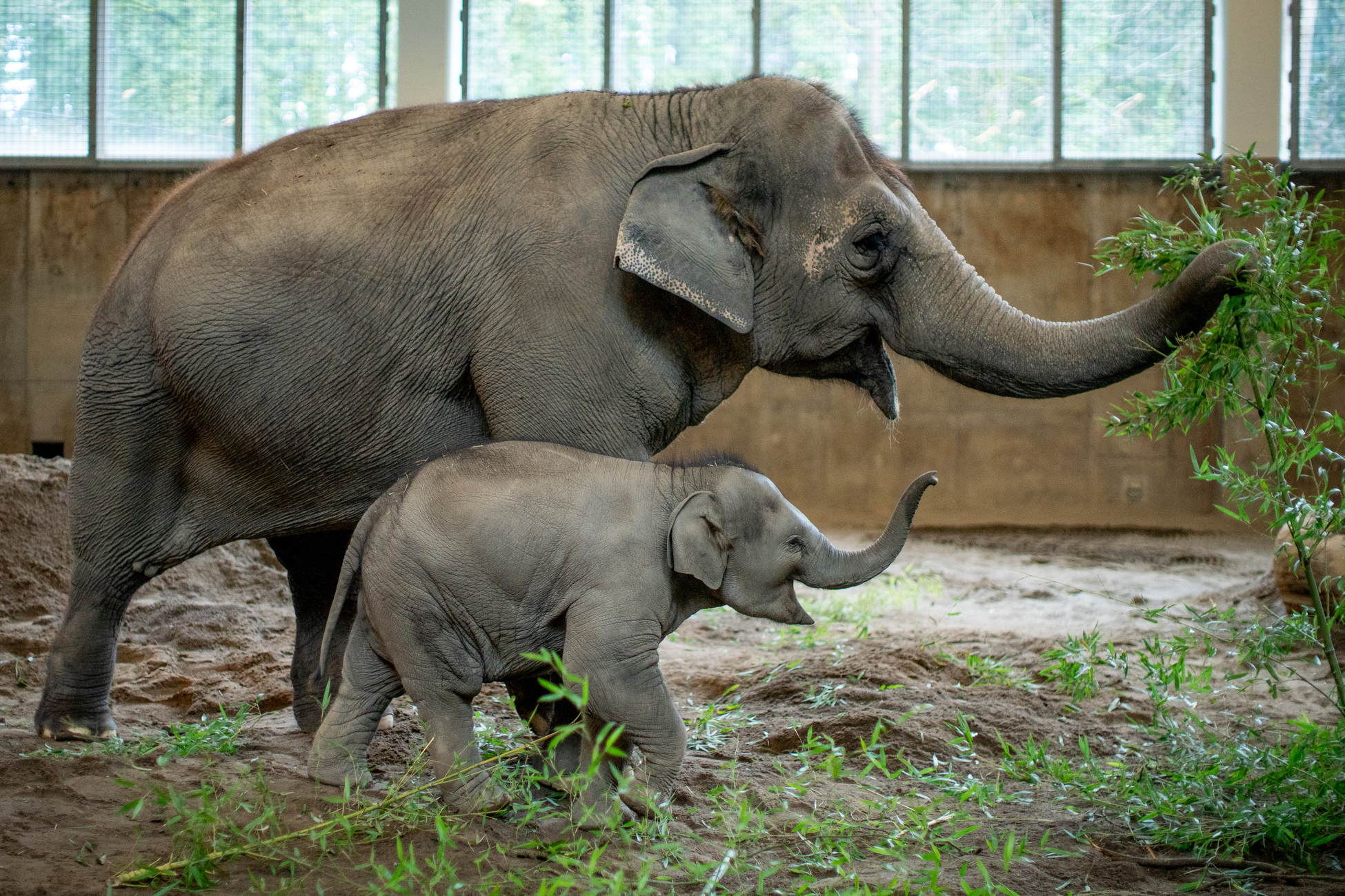 Tula-Tu’s first birthday at the Oregon Zoo - oregonlive.com