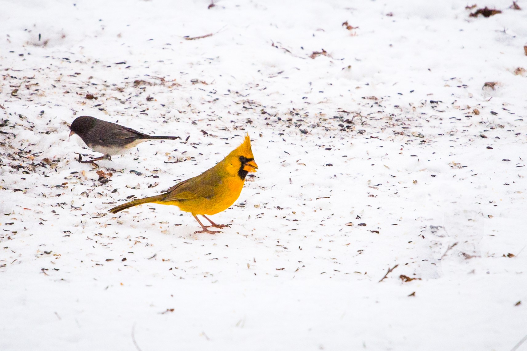 Michigan is home to a rare yellow-colored northern cardinal - mlive.com