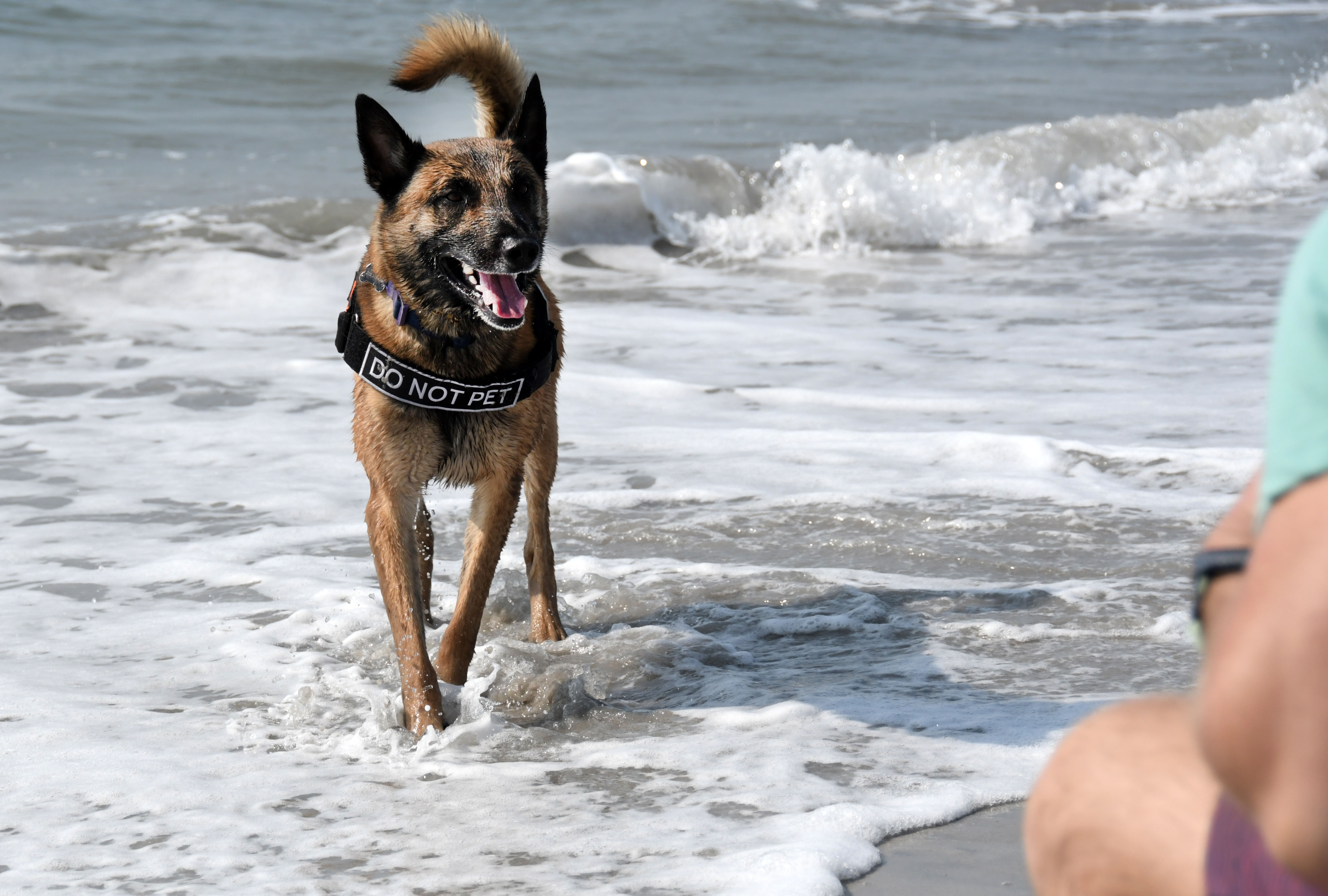 Dog-friendly Beach North beach in Brigantine - nj.com