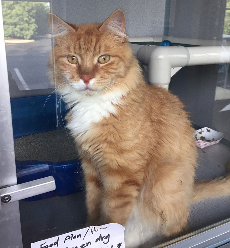 N.J. pets in need: Oct. 12, 2020 - nj.com