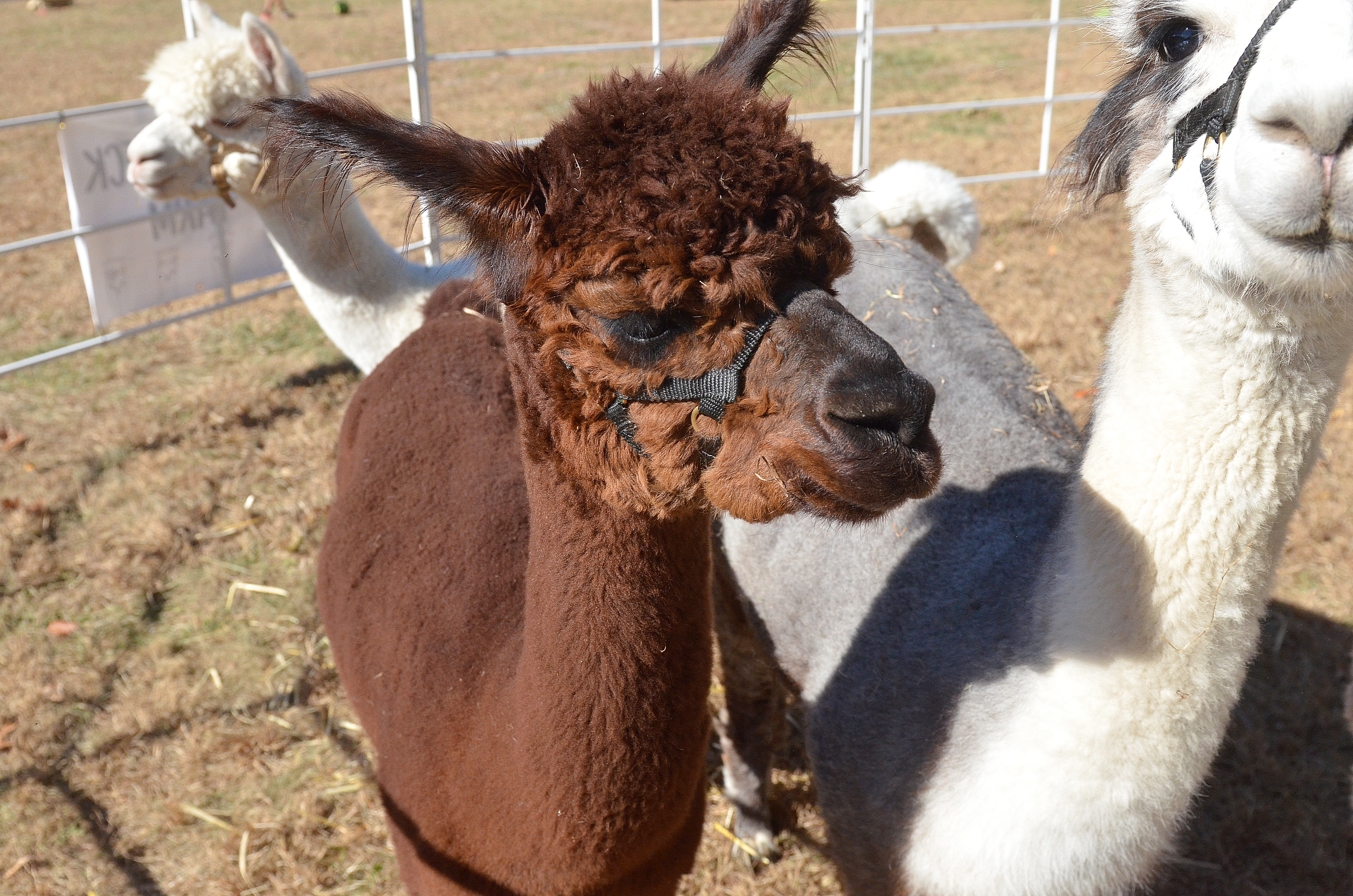 Magic for Maddie - masslive.com