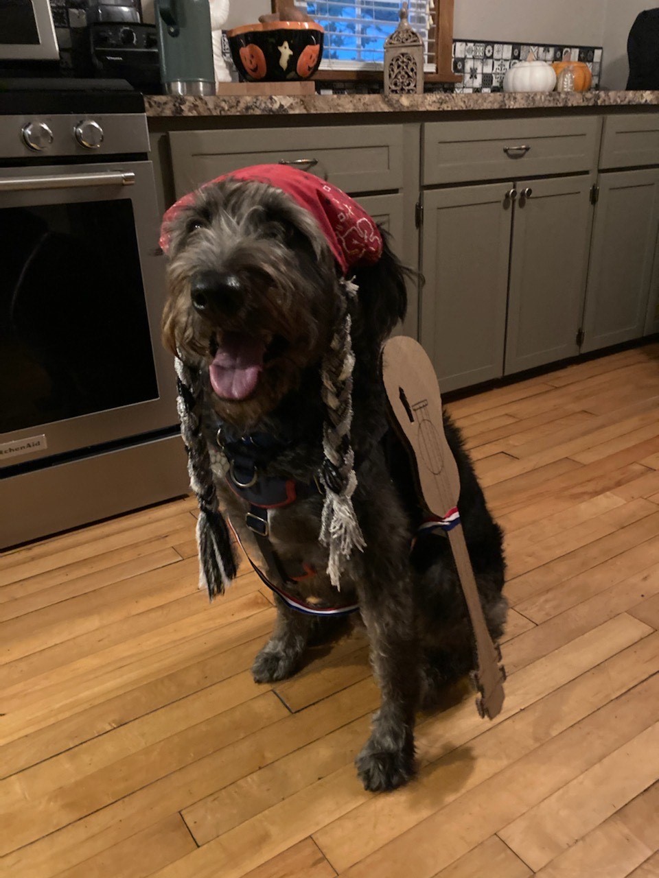 Best pet Halloween costume photo contest - cleveland.com