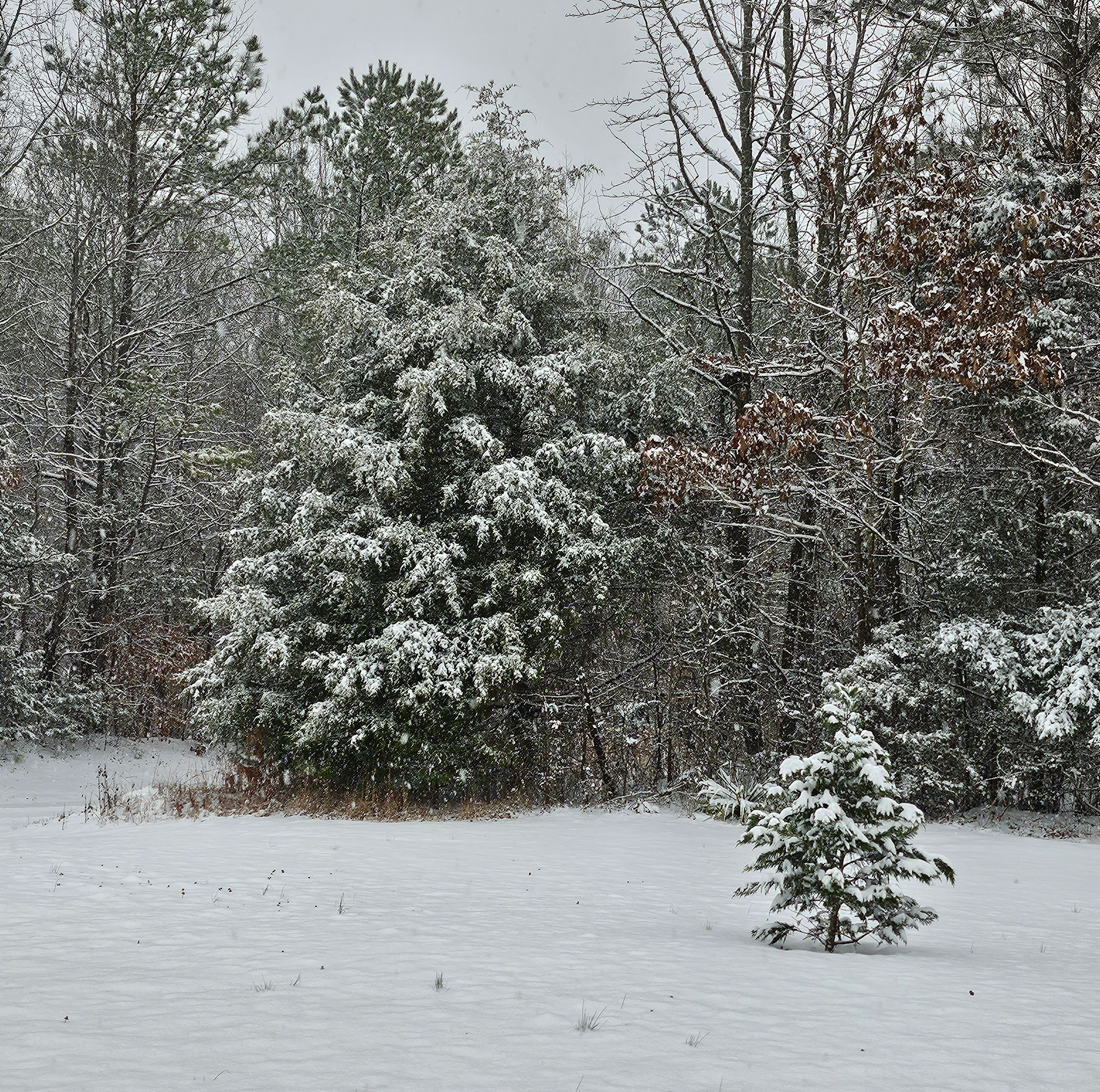 Snow in Alabama Jan. 10, 2025 - al.com